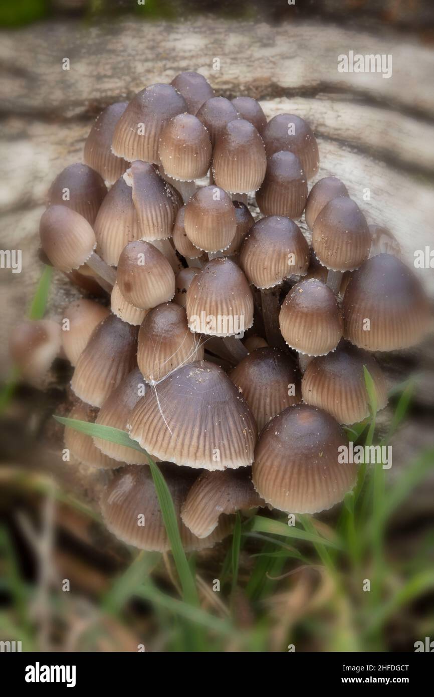 Close-up natural environmental portrait of fungi as symbols of life ...