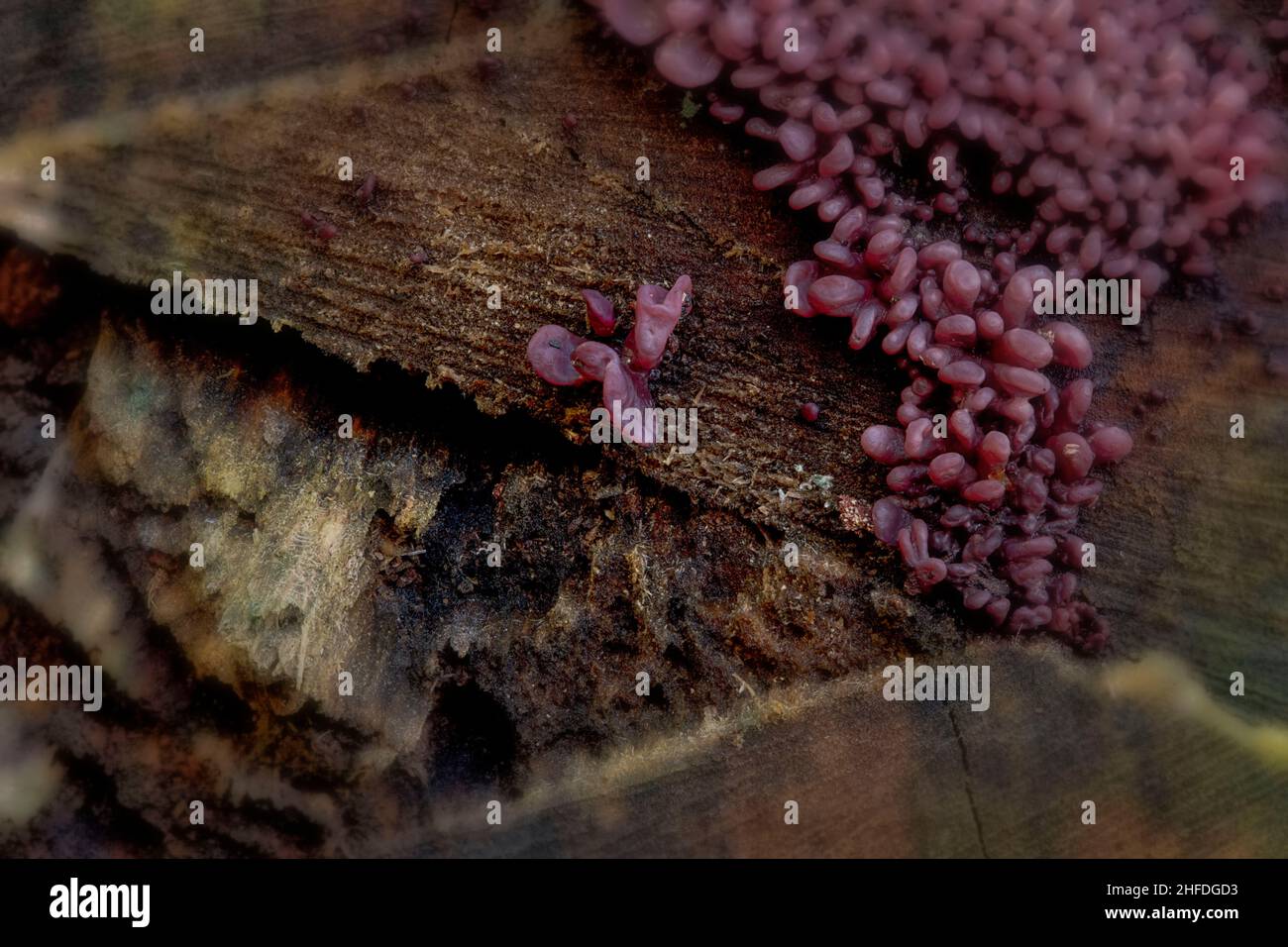 Small pea-like black fungi on tree stump, patterns and textures formed ...