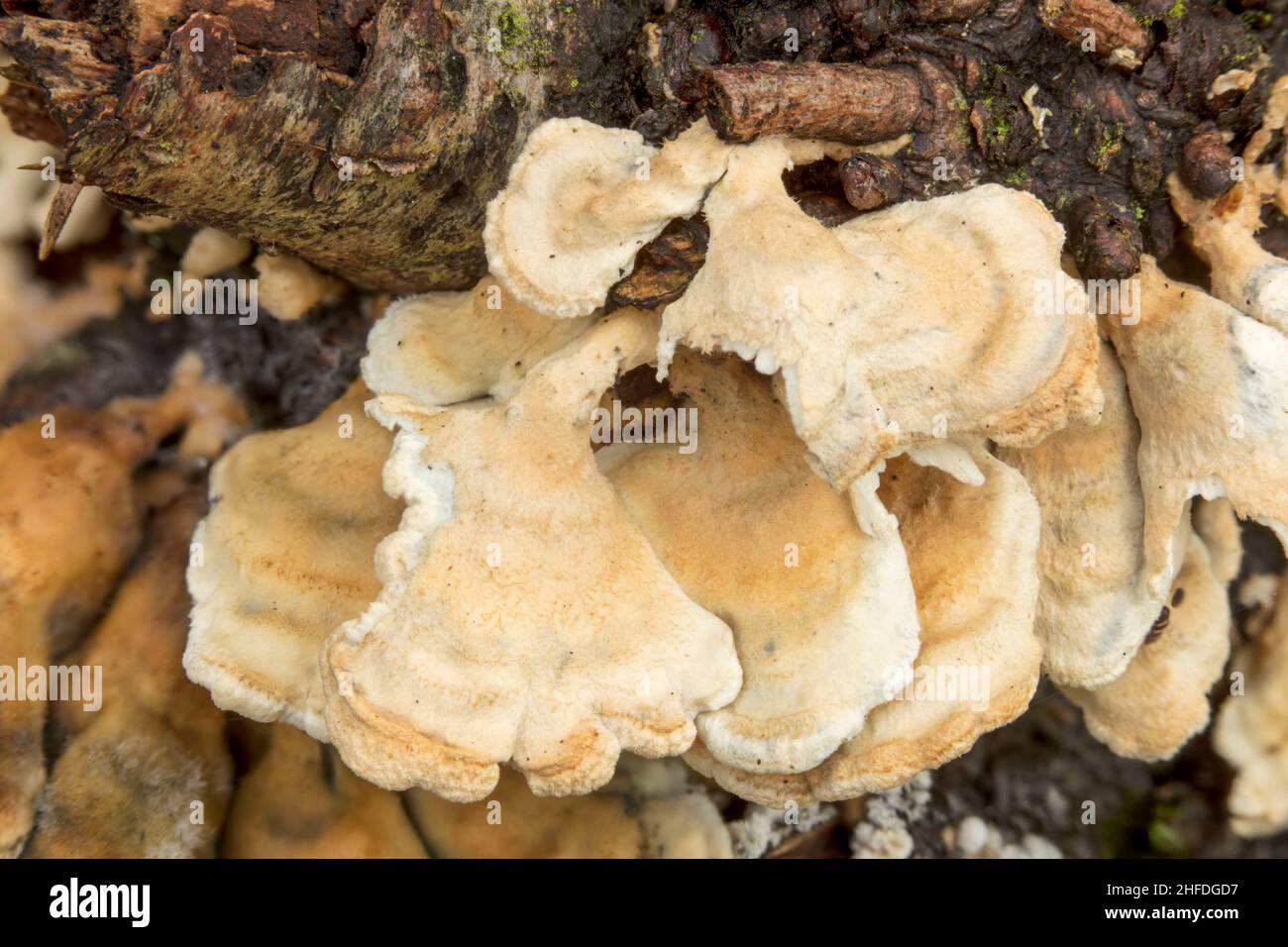 Close-up natural environmental portrait of fungi as symbols of life ...