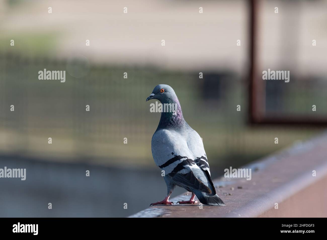 A common Rock Pigeon standing on a metal bridge rail with a blurry ...