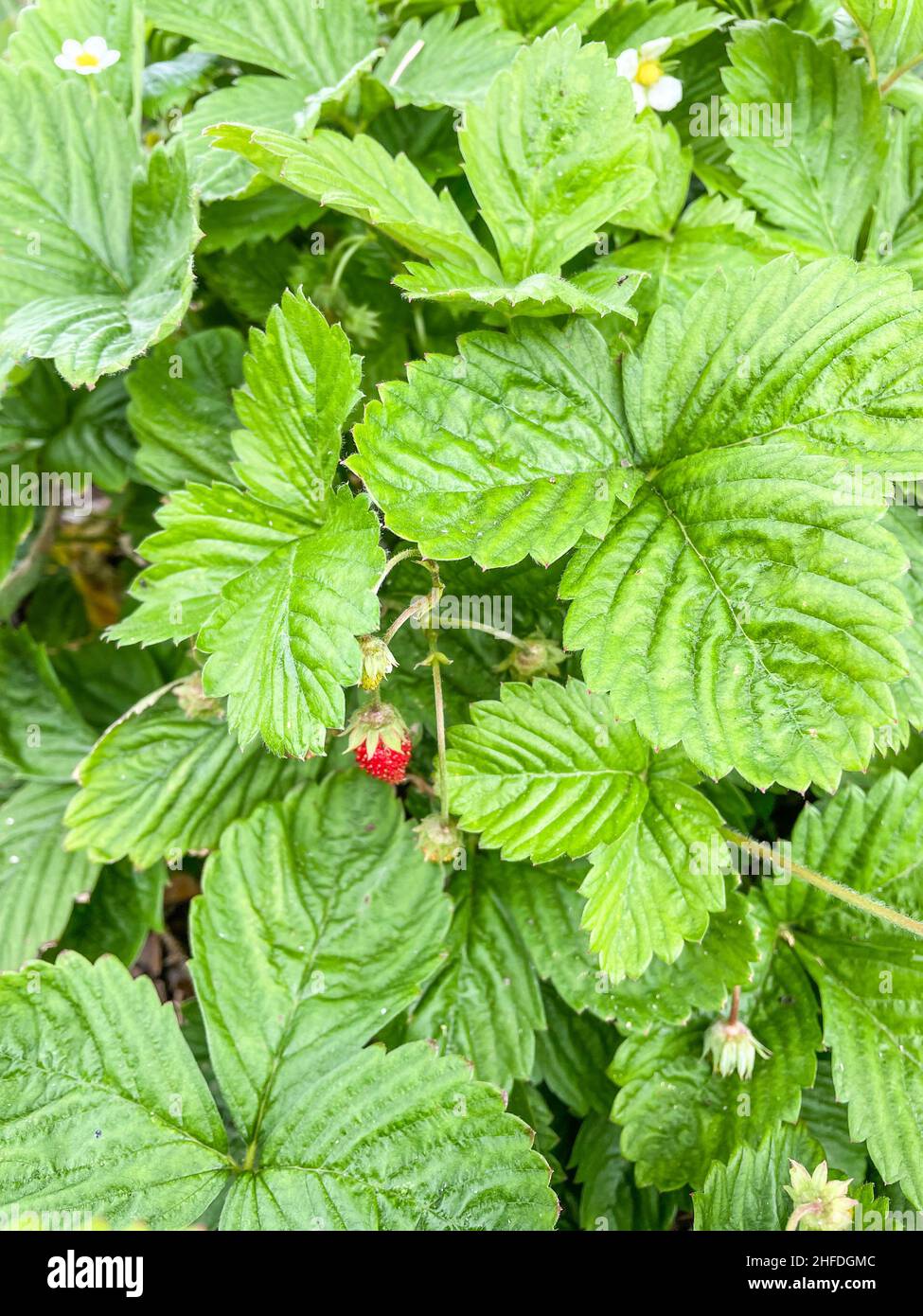 Wild strawberry (Fragaria vesca) is a perennial herbaceous plant in the ...
