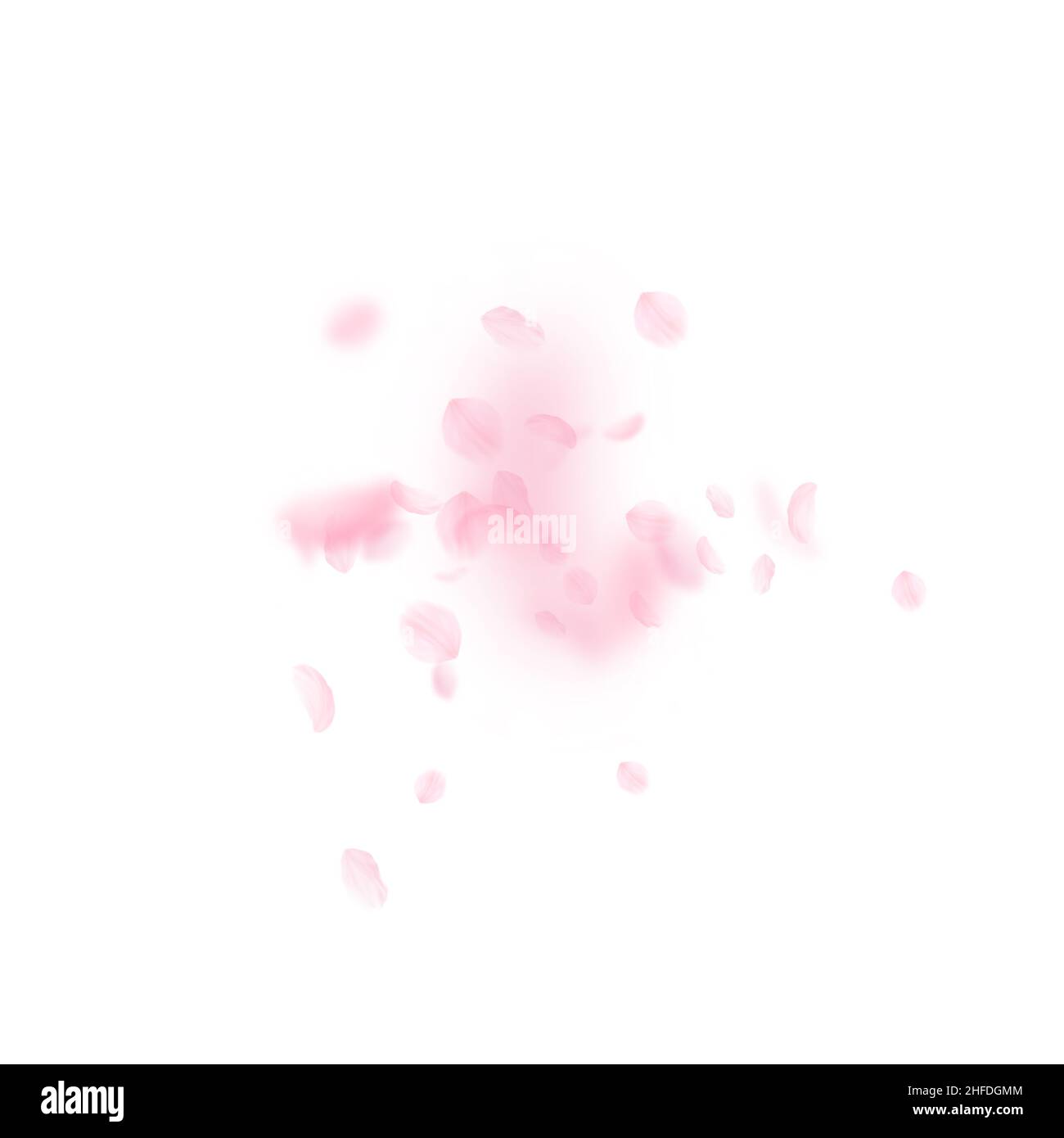 Sakura petals falling down. Romantic pink flowers explosion. Flying ...