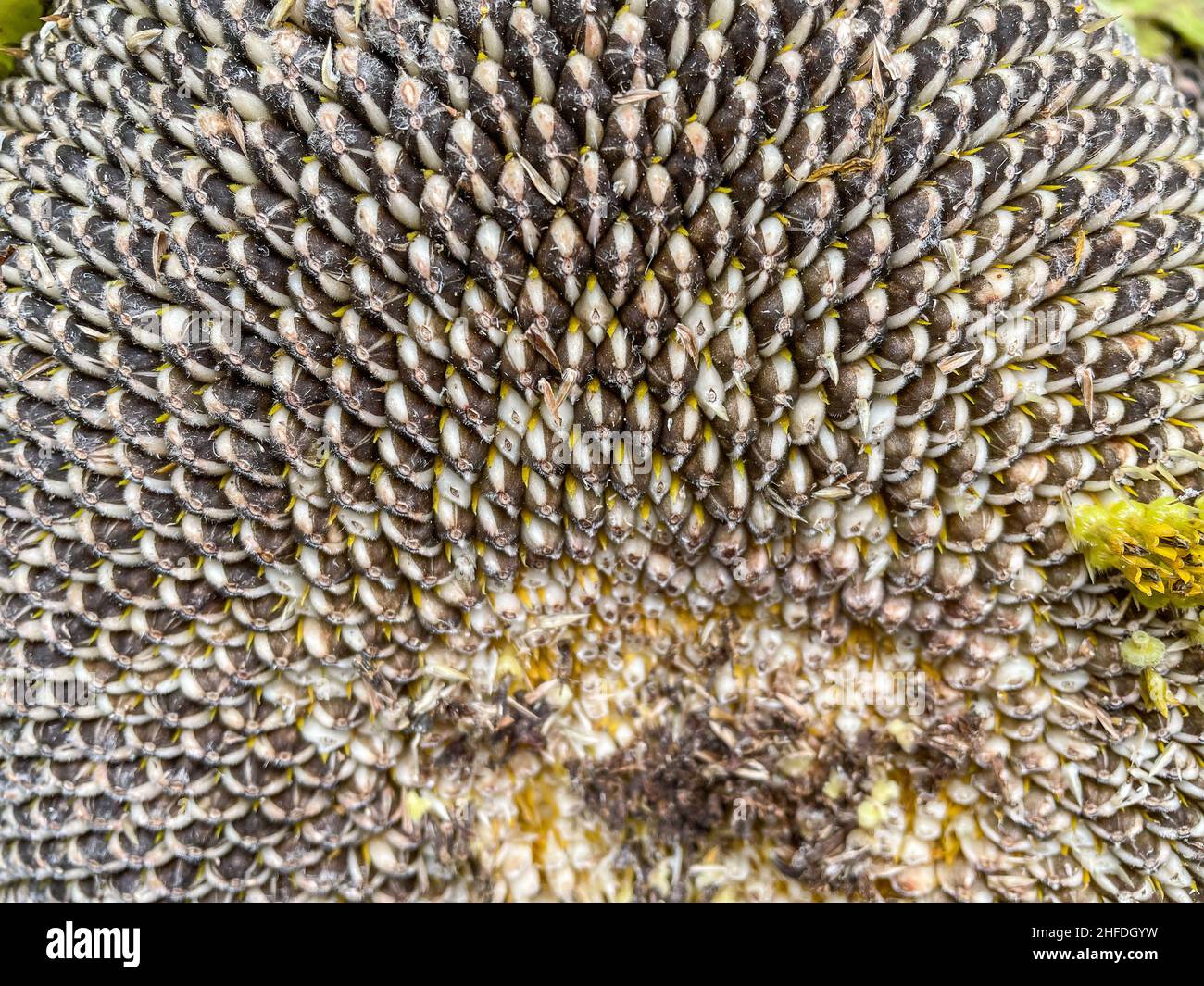 Sunflower seed is the fruit of the sunflower (Helianthus annuus). There ...