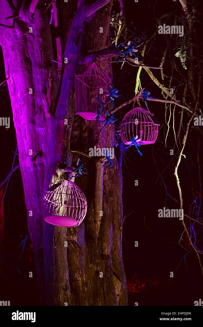 Harry Potter Forbidden Forrest Experience Stock Photo - Alamy
