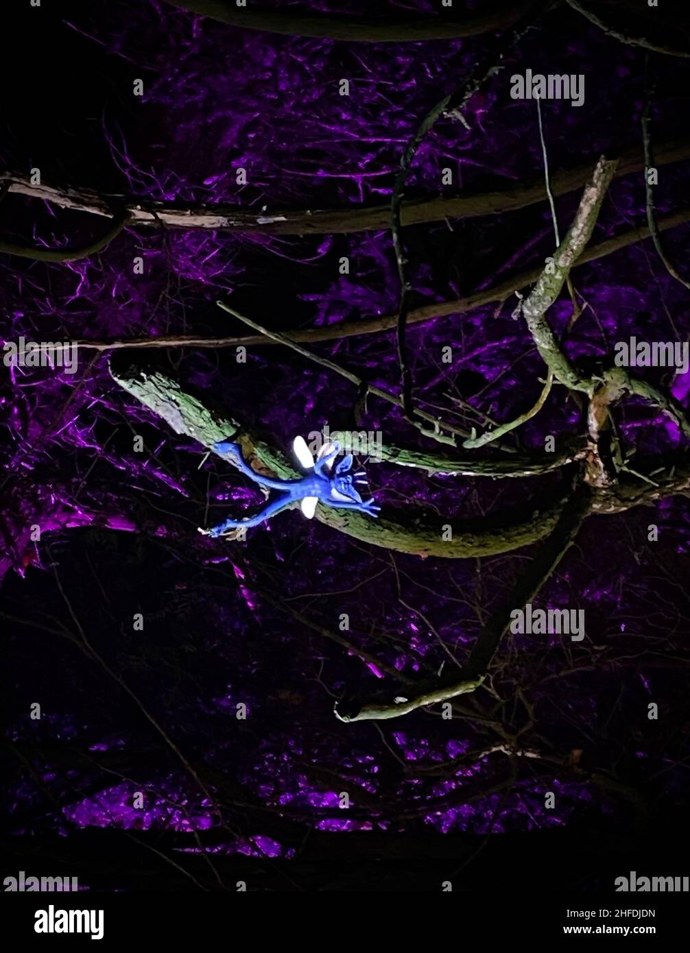 Harry Potter Forbidden Forrest Experience Stock Photo - Alamy