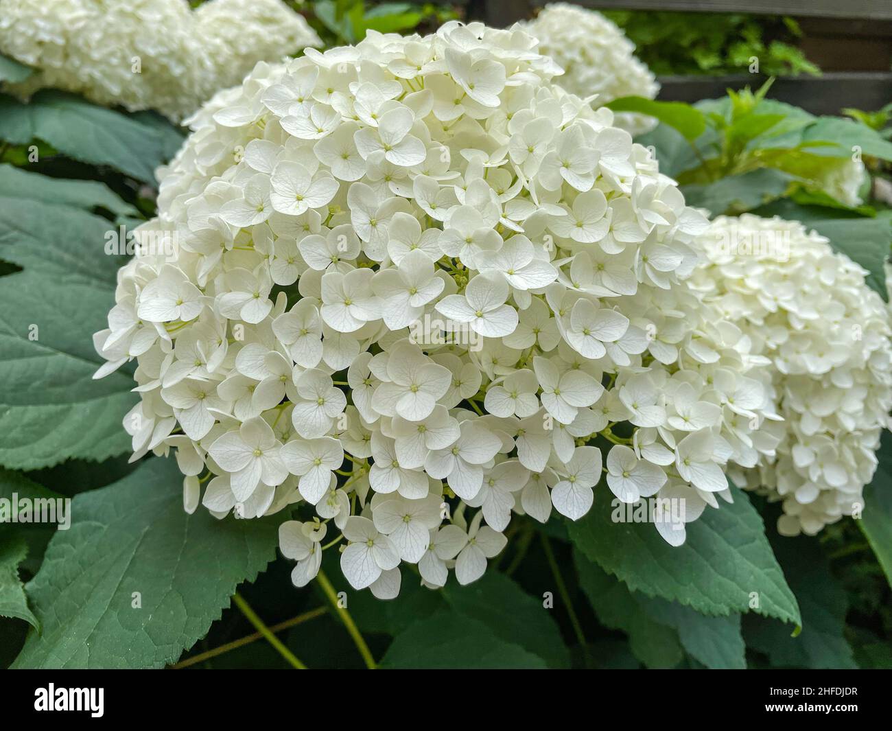 Bigleaf hydrangea (Hydrangea macrophylla) is a species of flowering ...