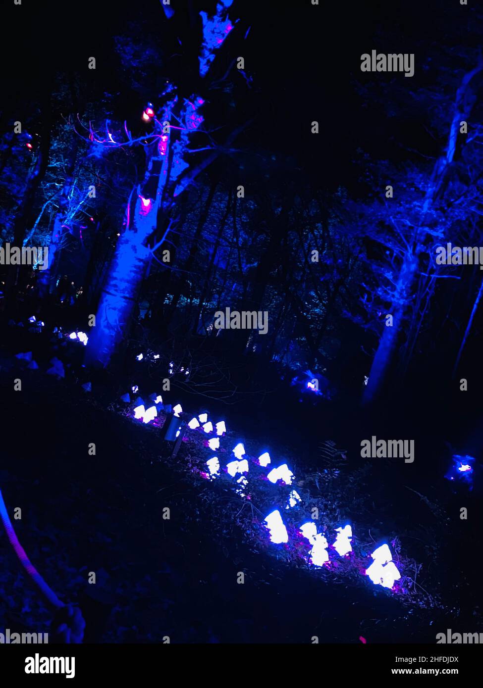 Harry Potter Forbidden Forrest Experience Stock Photo - Alamy