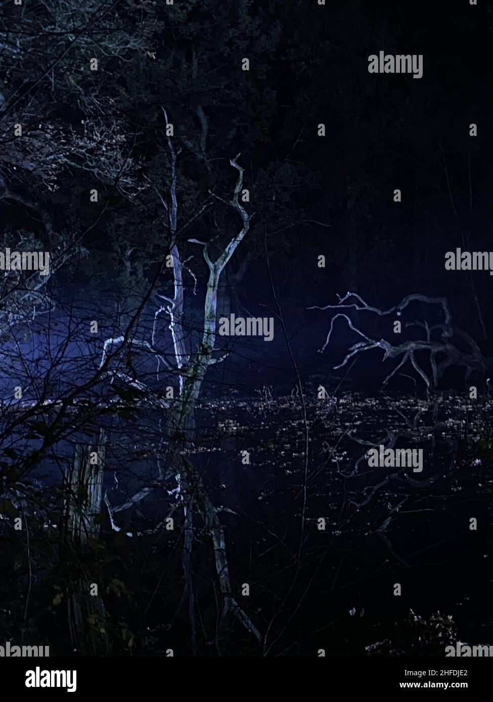 Harry Potter Forbidden Forrest Experience Stock Photo - Alamy