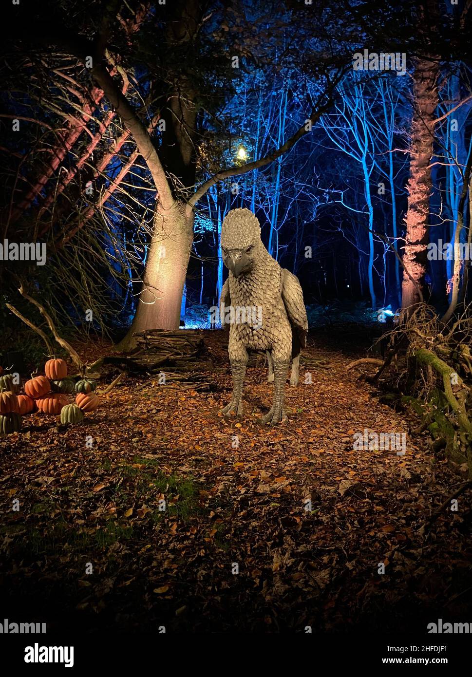 Harry Potter Forbidden Forrest Experience Stock Photo - Alamy