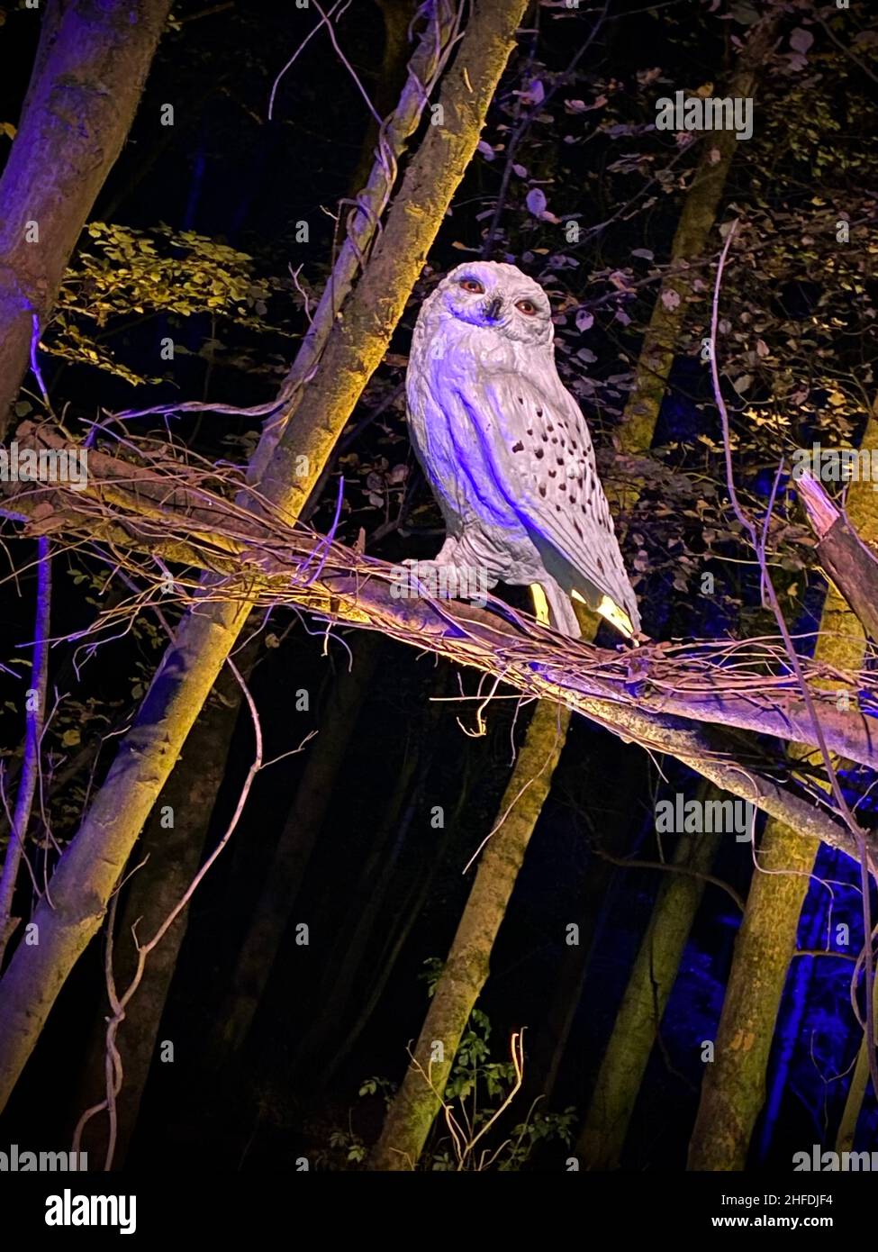 Harry Potter Forbidden Forrest Experience Stock Photo - Alamy