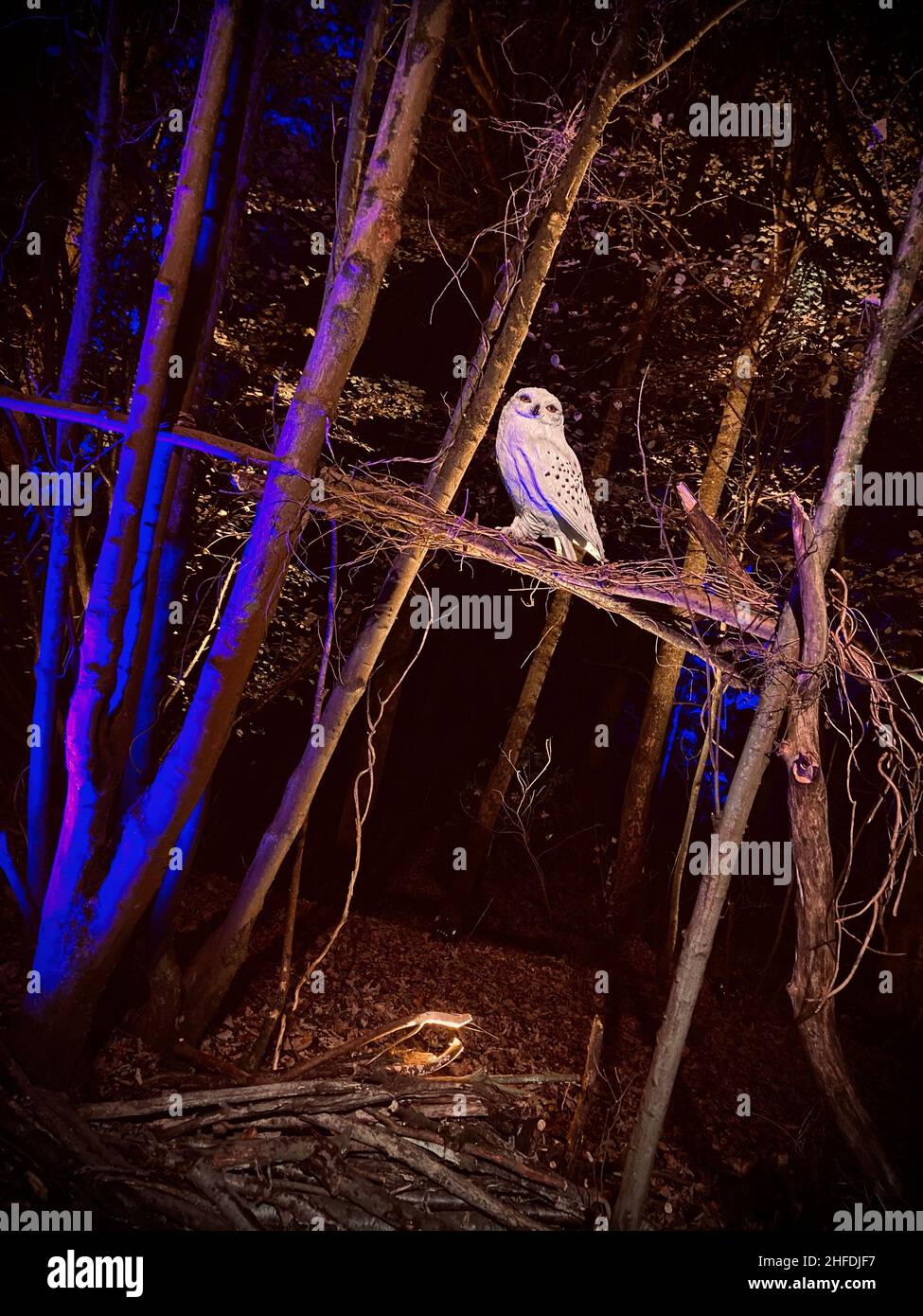Harry Potter Forbidden Forrest Experience Stock Photo - Alamy