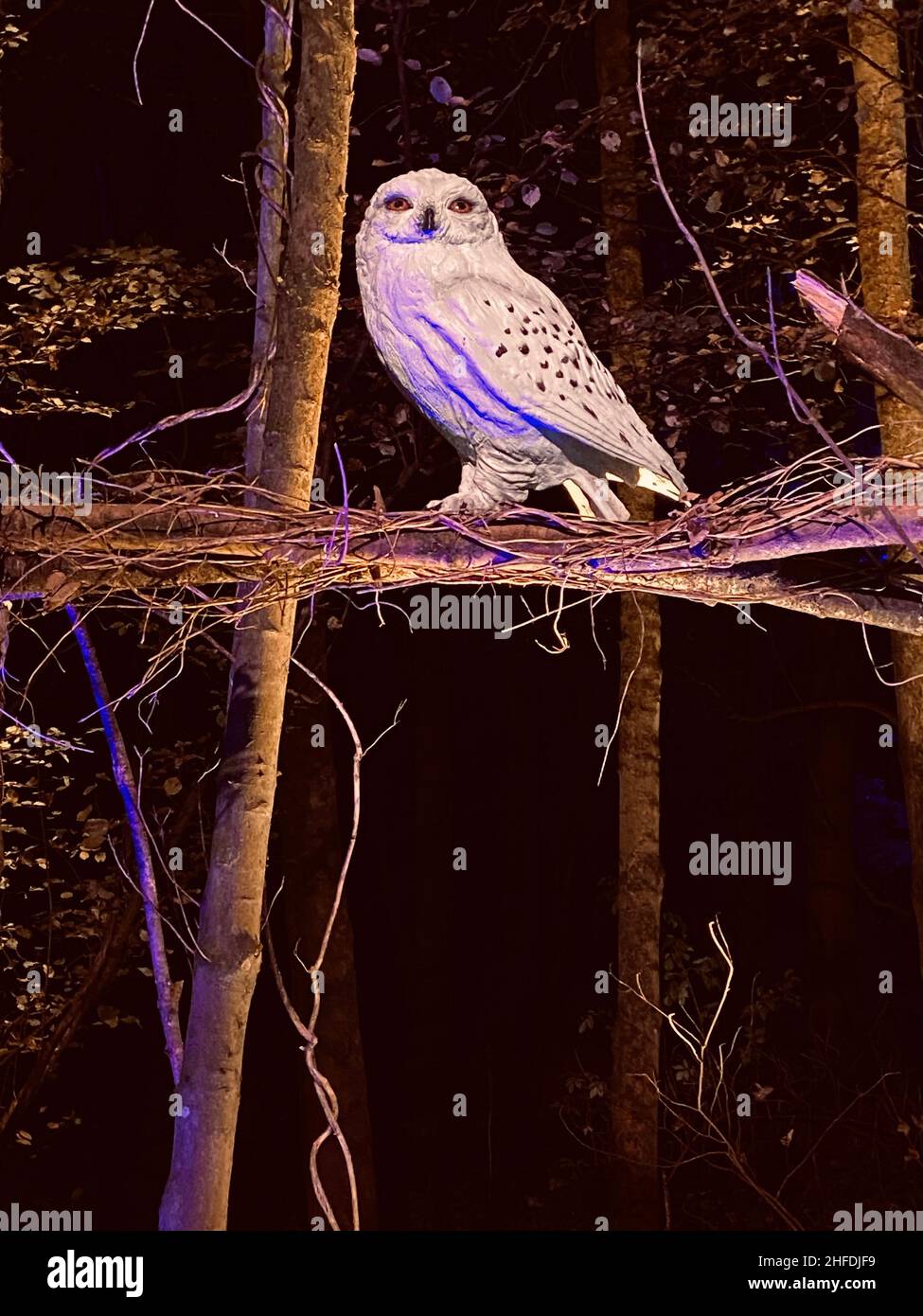 Harry Potter Forbidden Forrest Experience Stock Photo - Alamy