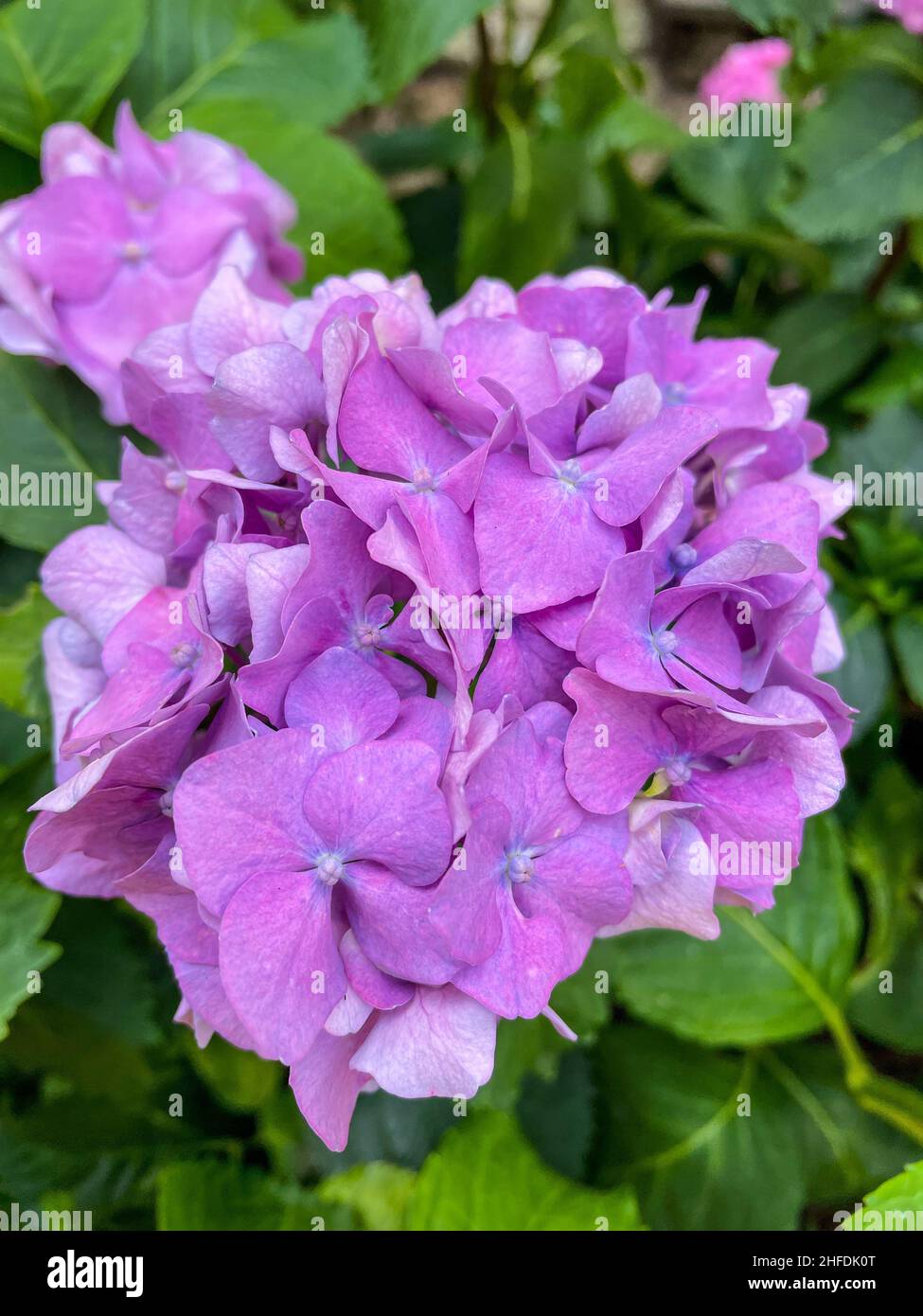 Bigleaf hydrangea (Hydrangea macrophylla) is a species of flowering ...