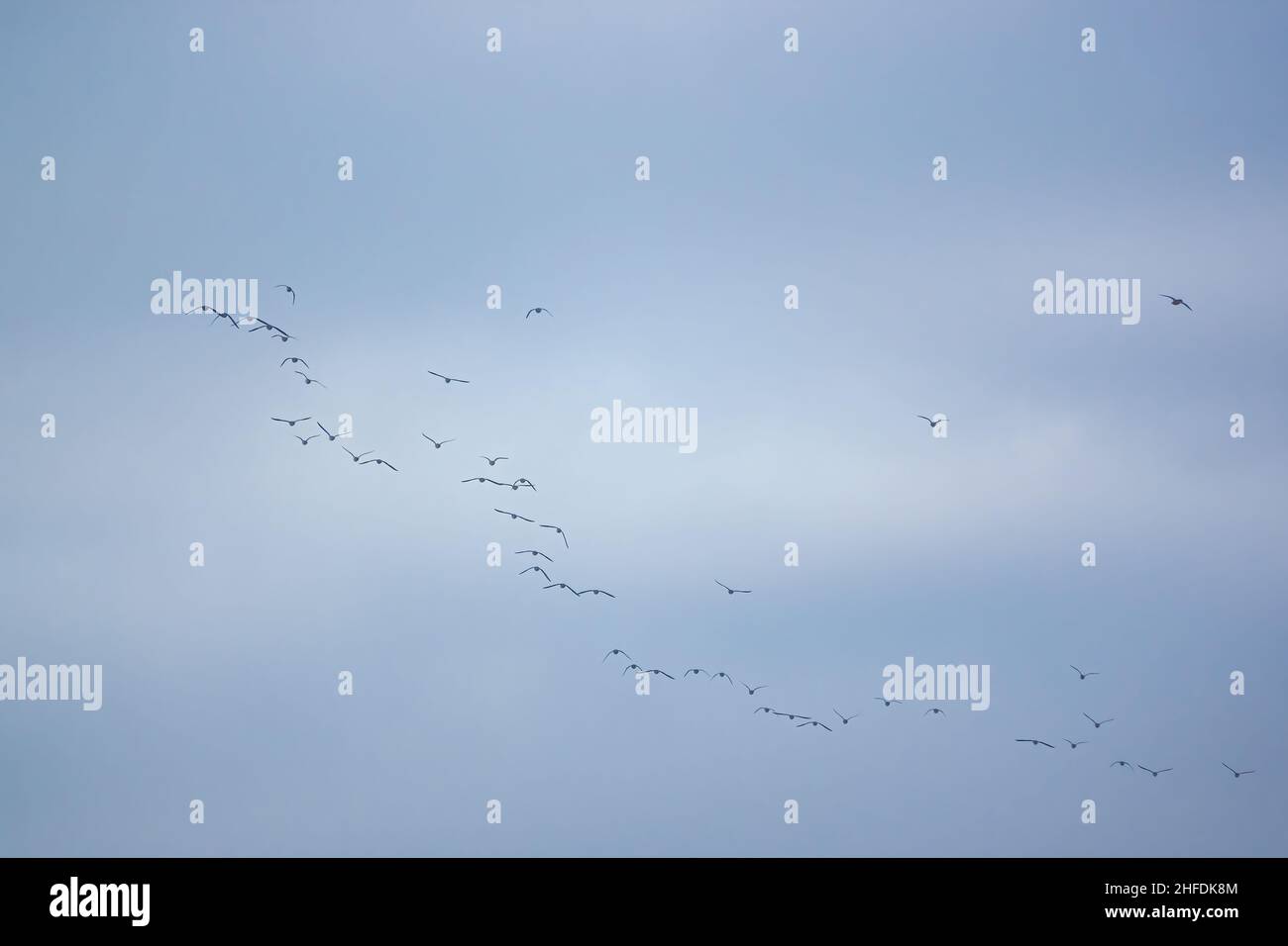 a large bird flock flying low over Salisbury Plain chalkland meadows ...