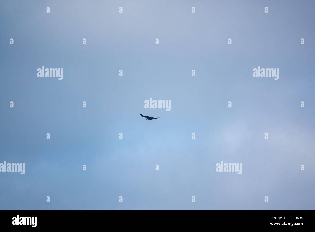 a rook (Corvus frugilegus) in flight under a winter sky Stock Photo - Alamy