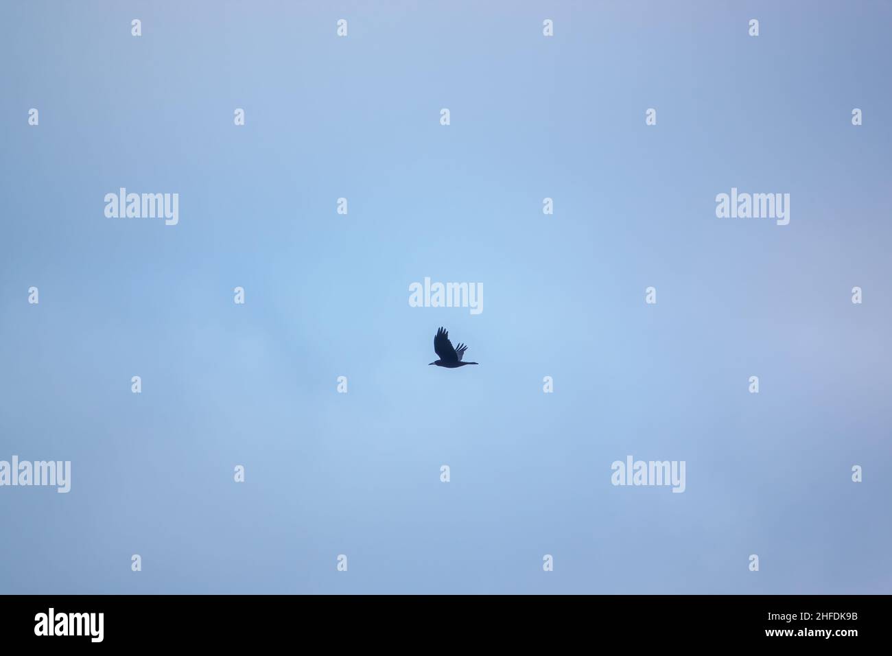 a rook (Corvus frugilegus) in flight under a winter sky Stock Photo - Alamy