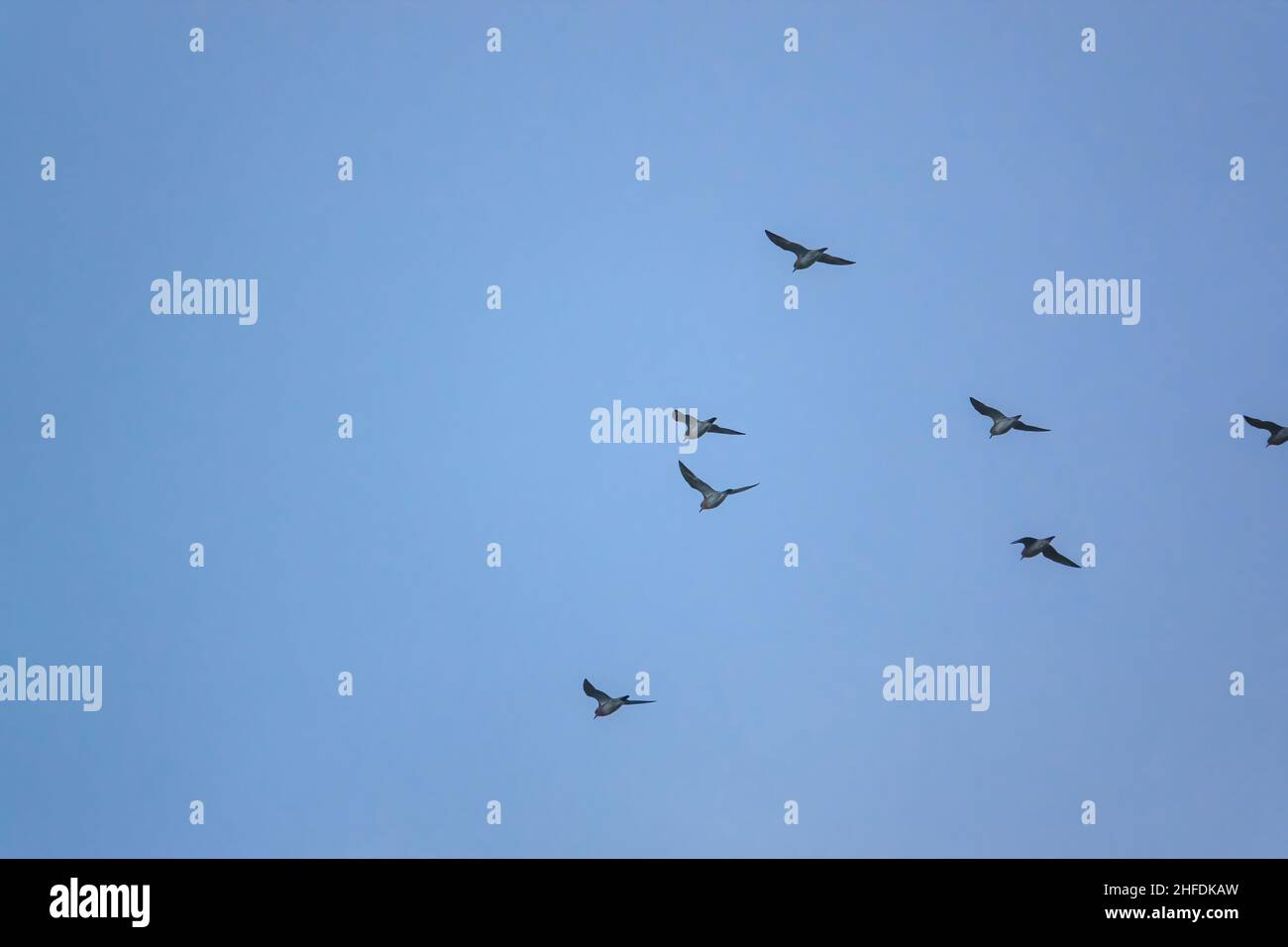 a large bird flock flying low over Salisbury Plain chalkland meadows ...