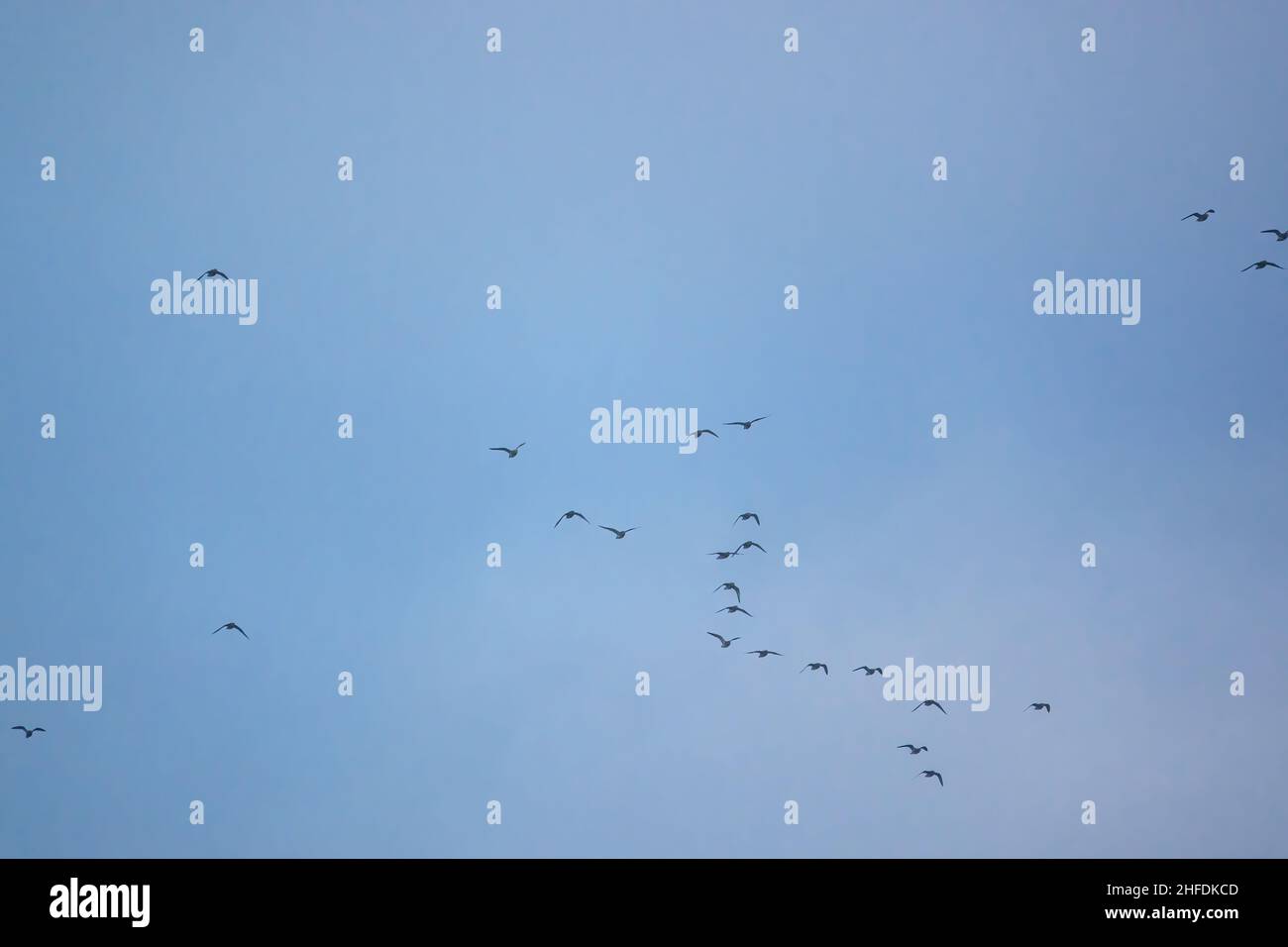 a large bird flock flying low over Salisbury Plain chalkland meadows ...