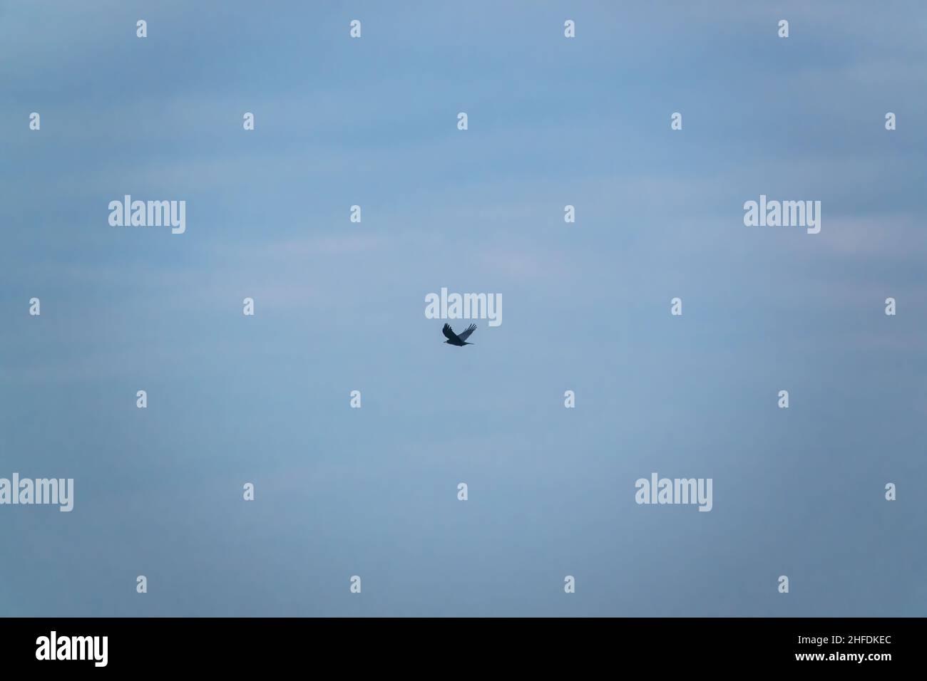 a rook (Corvus frugilegus) in flight under a winter sky Stock Photo - Alamy