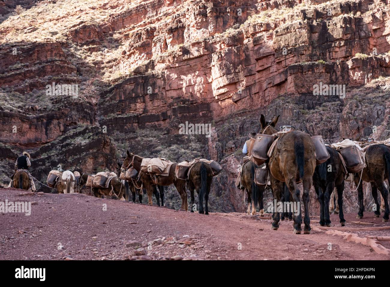 Mule train packages hi-res stock photography and images - Alamy