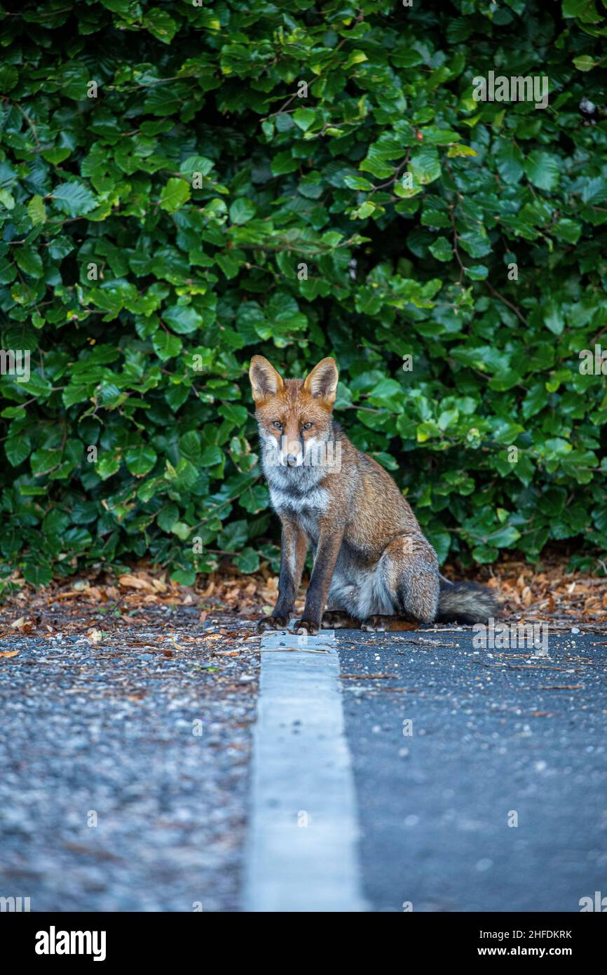 Wild urban foxes, NE Scotland Stock Photo - Alamy