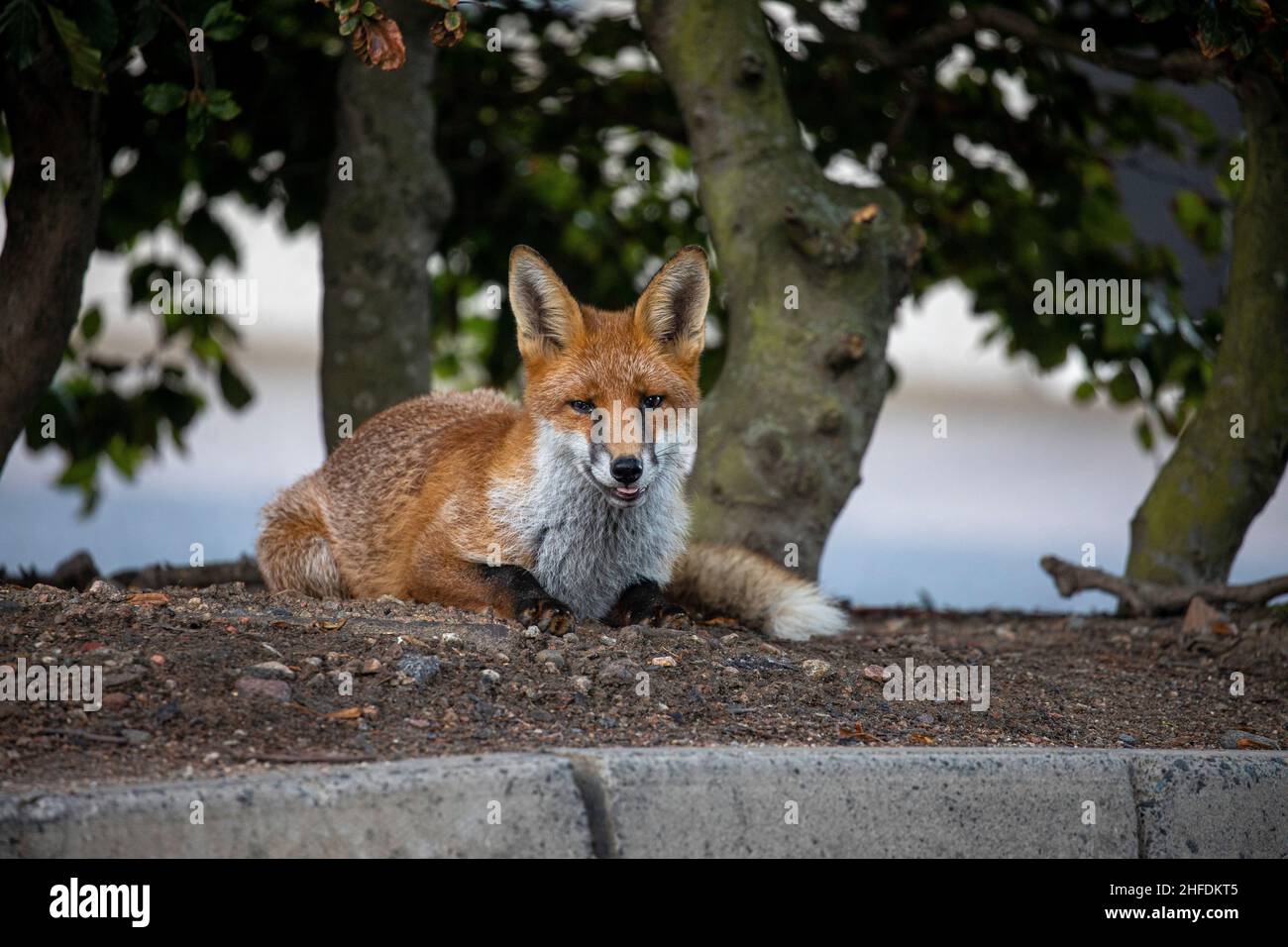 Wild urban foxes, NE Scotland Stock Photo - Alamy