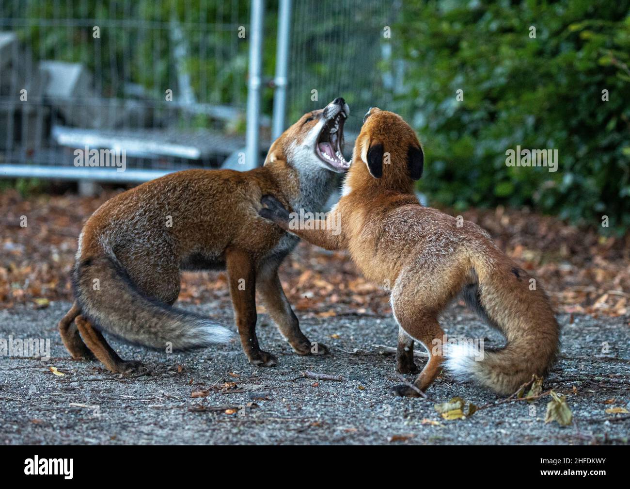 Urban foxes socialising, tussling for dominance Stock Photo - Alamy
