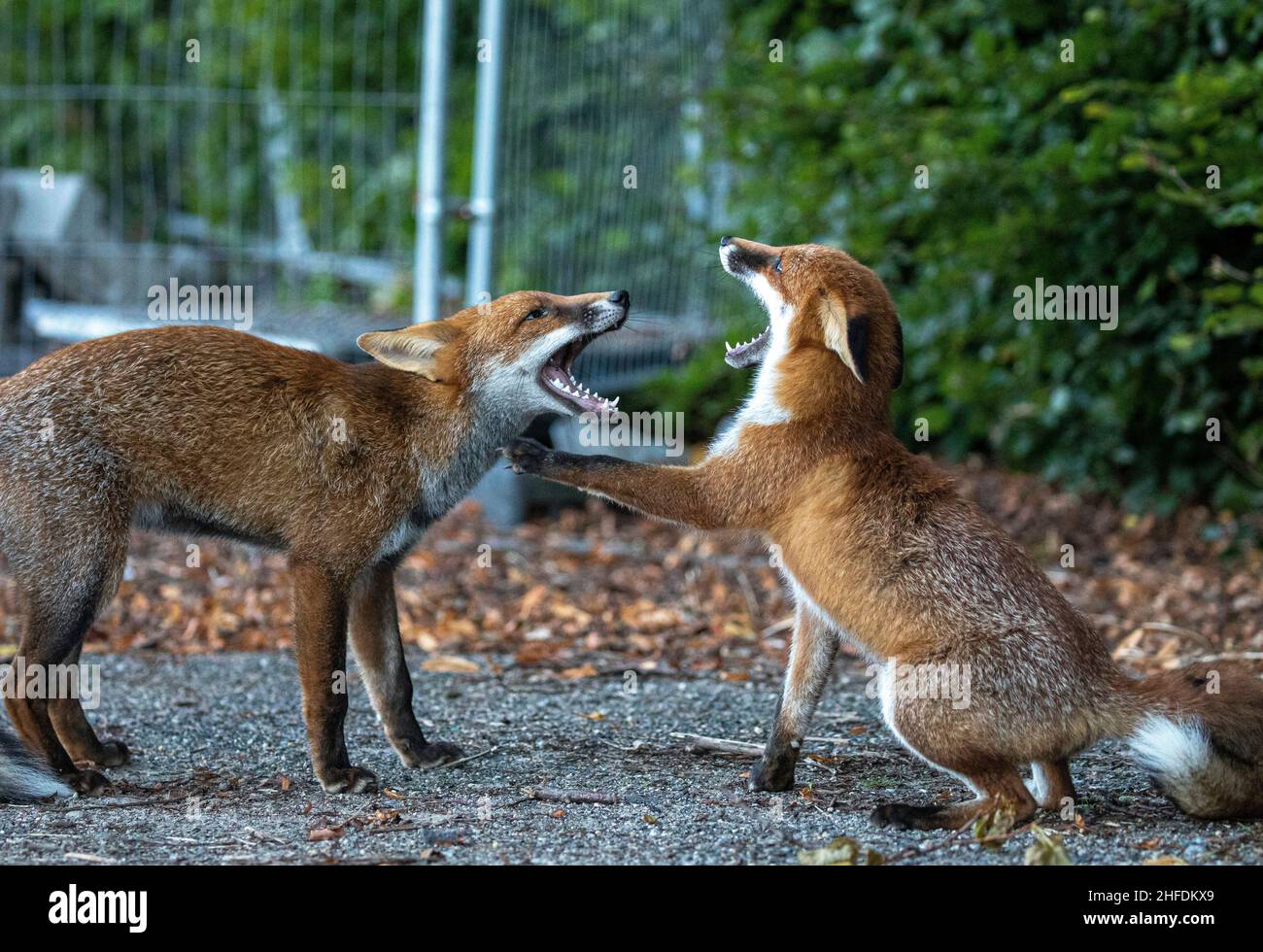 Tussling hi-res stock photography and images - Alamy