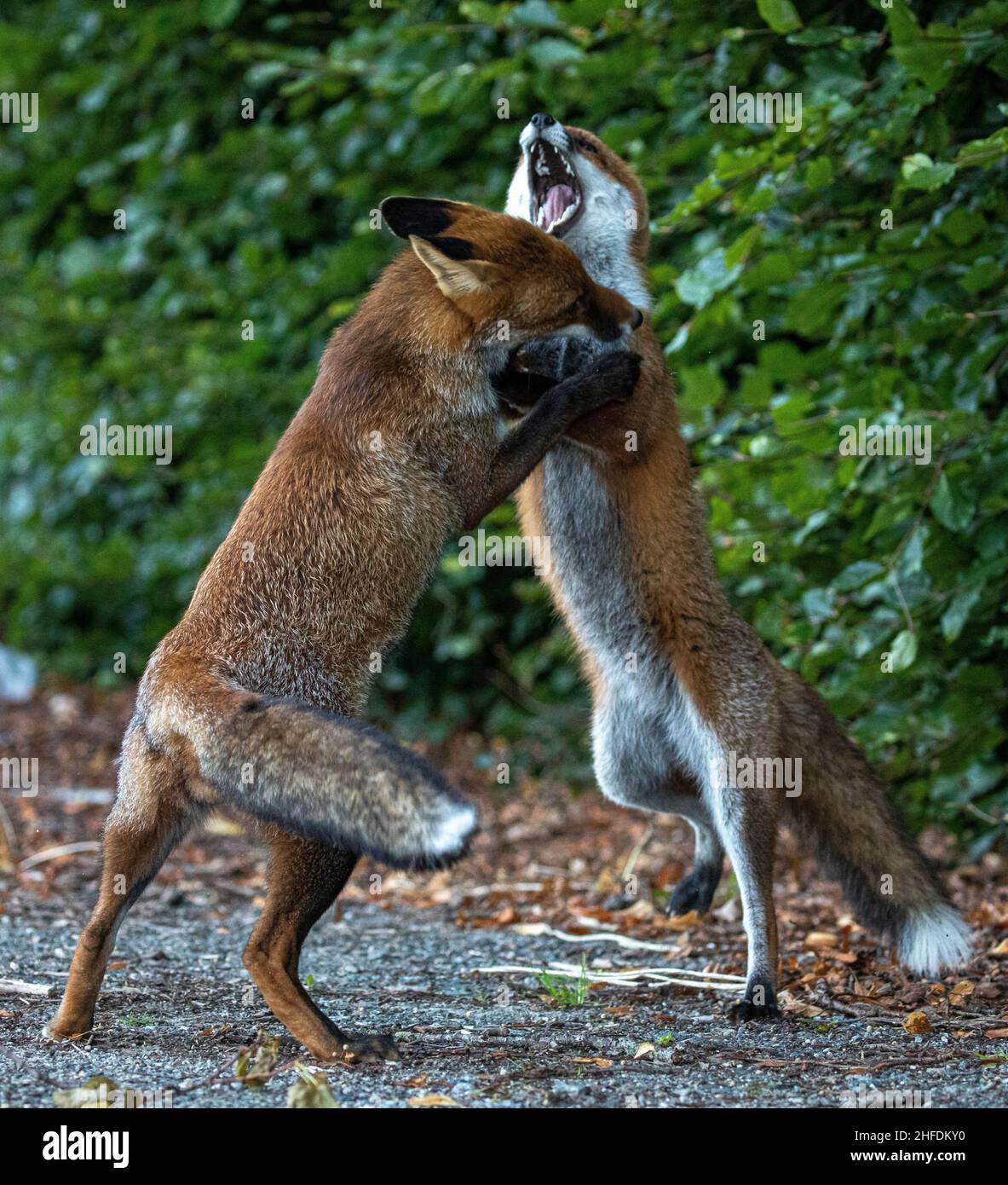 Tussling High Resolution Stock Photography and Images - Alamy