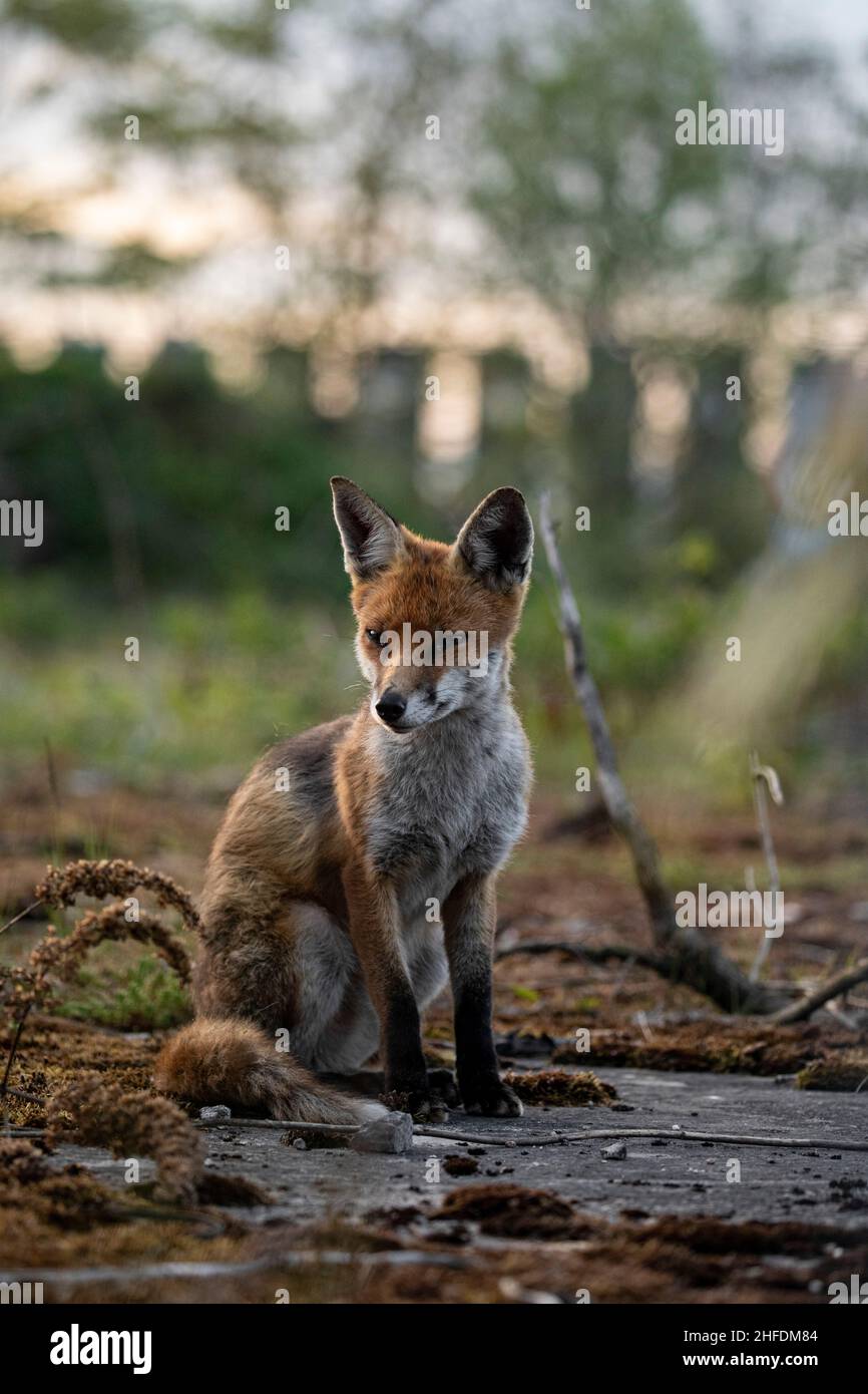Foxes mating hi-res stock photography and images - Alamy