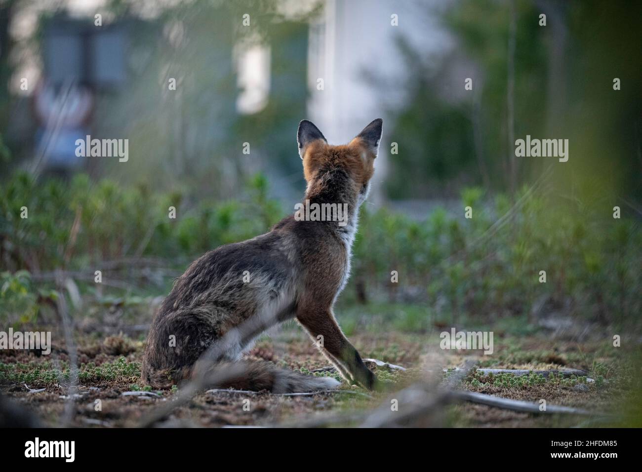 Foxes mating hi-res stock photography and images - Alamy