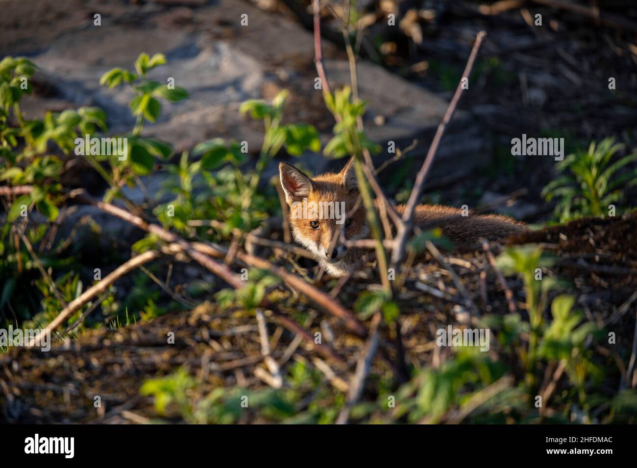 Foxes mating hi-res stock photography and images - Alamy