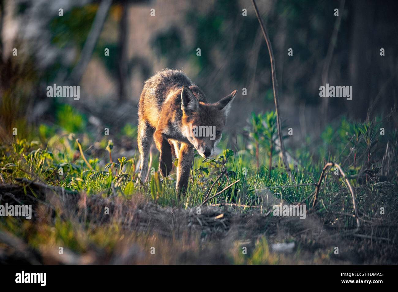 Foxes mating hi-res stock photography and images - Alamy
