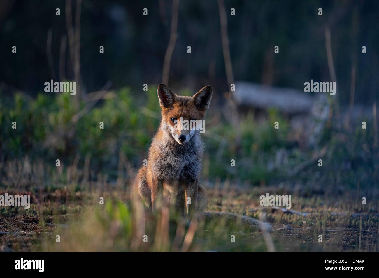 Foxes mating hi-res stock photography and images - Alamy