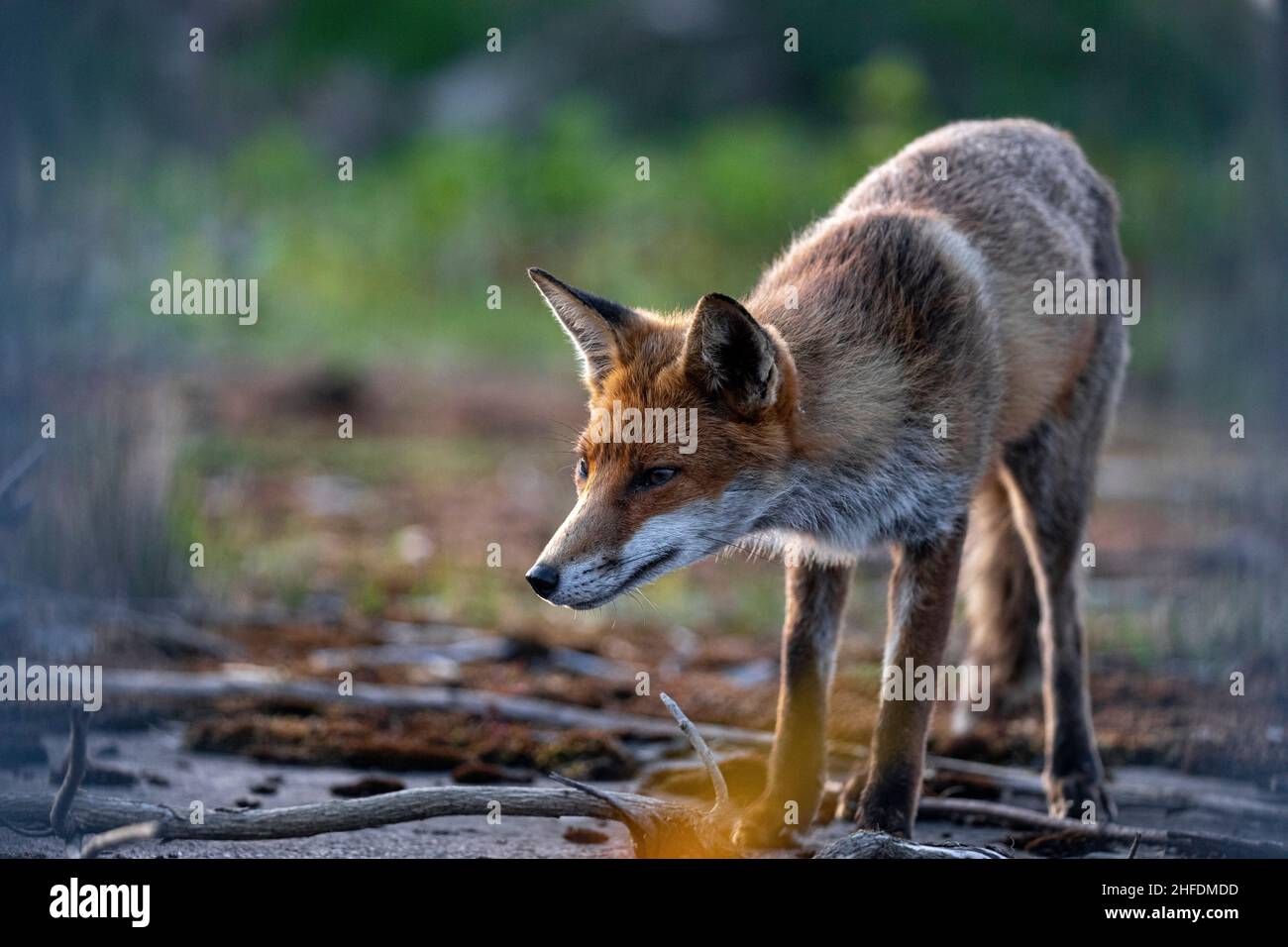 Foxes mating hi-res stock photography and images - Alamy