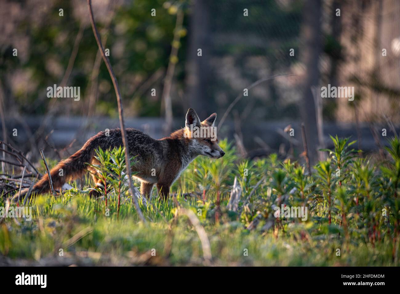 Foxes mating hi-res stock photography and images - Alamy