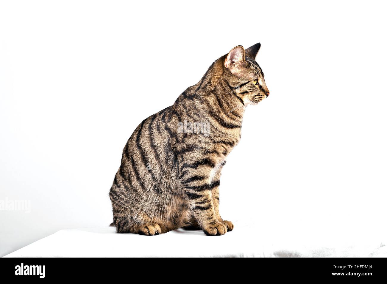 cute tiger cat isolated on white Stock Photo - Alamy