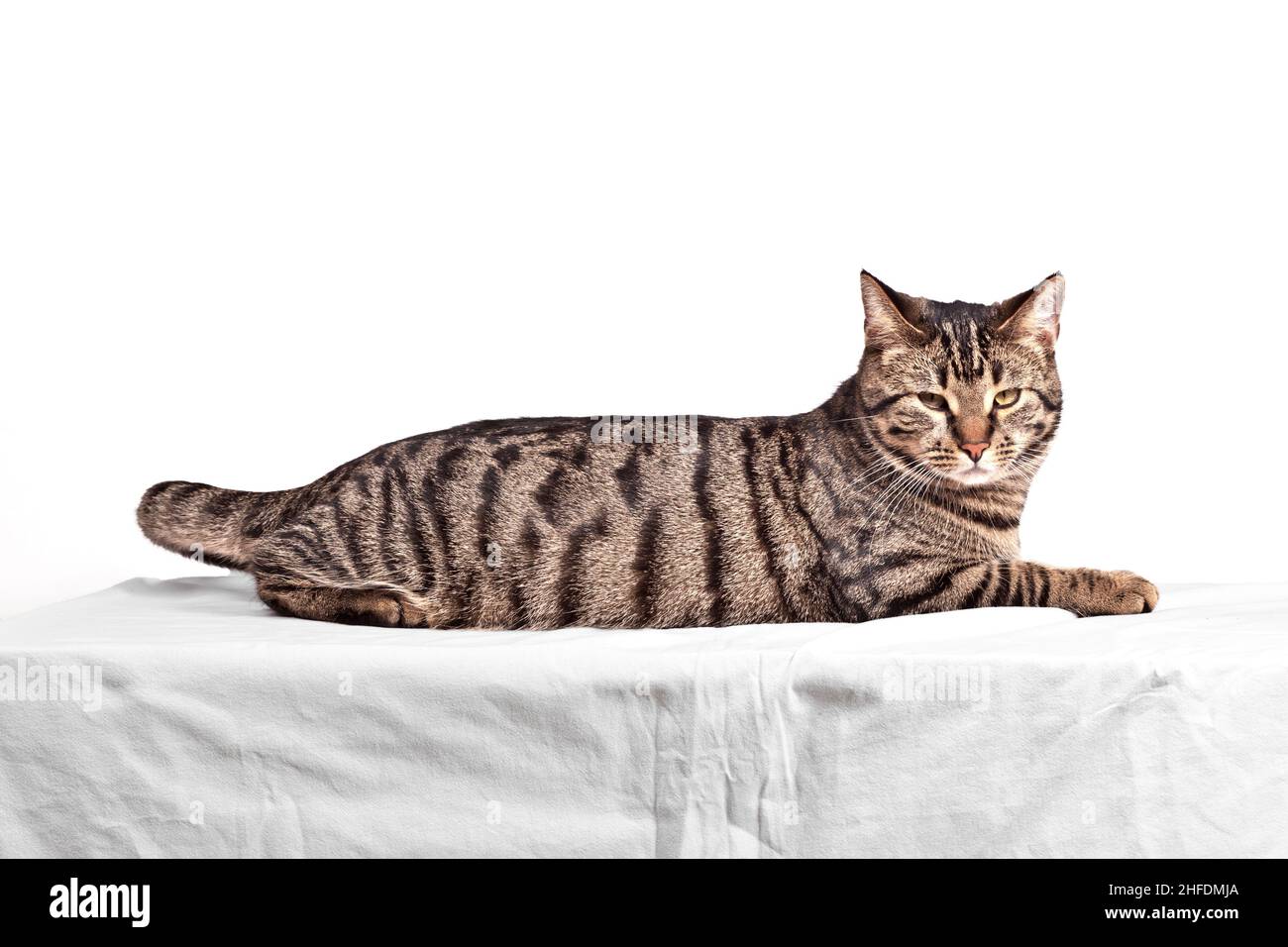 cute tiger cat isolated on white Stock Photo - Alamy