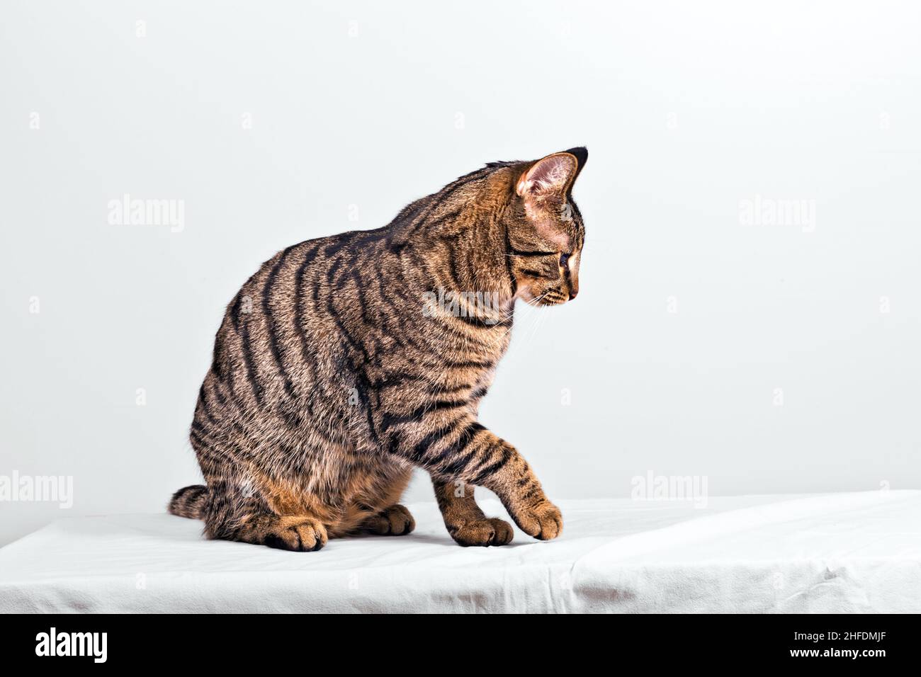 cute tiger cat isolated on white Stock Photo - Alamy