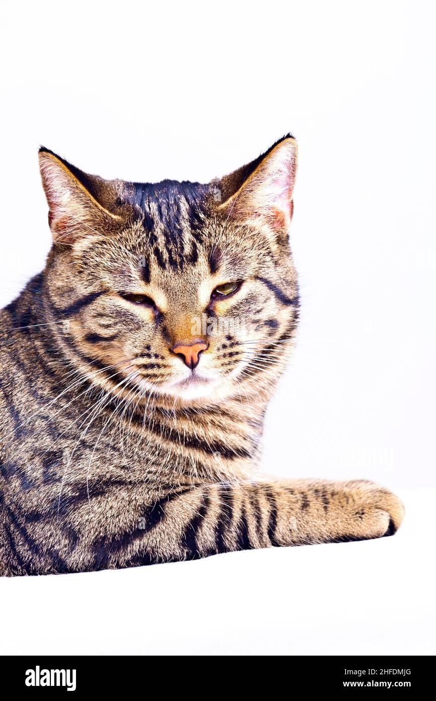 cute tiger cat isolated on white Stock Photo - Alamy