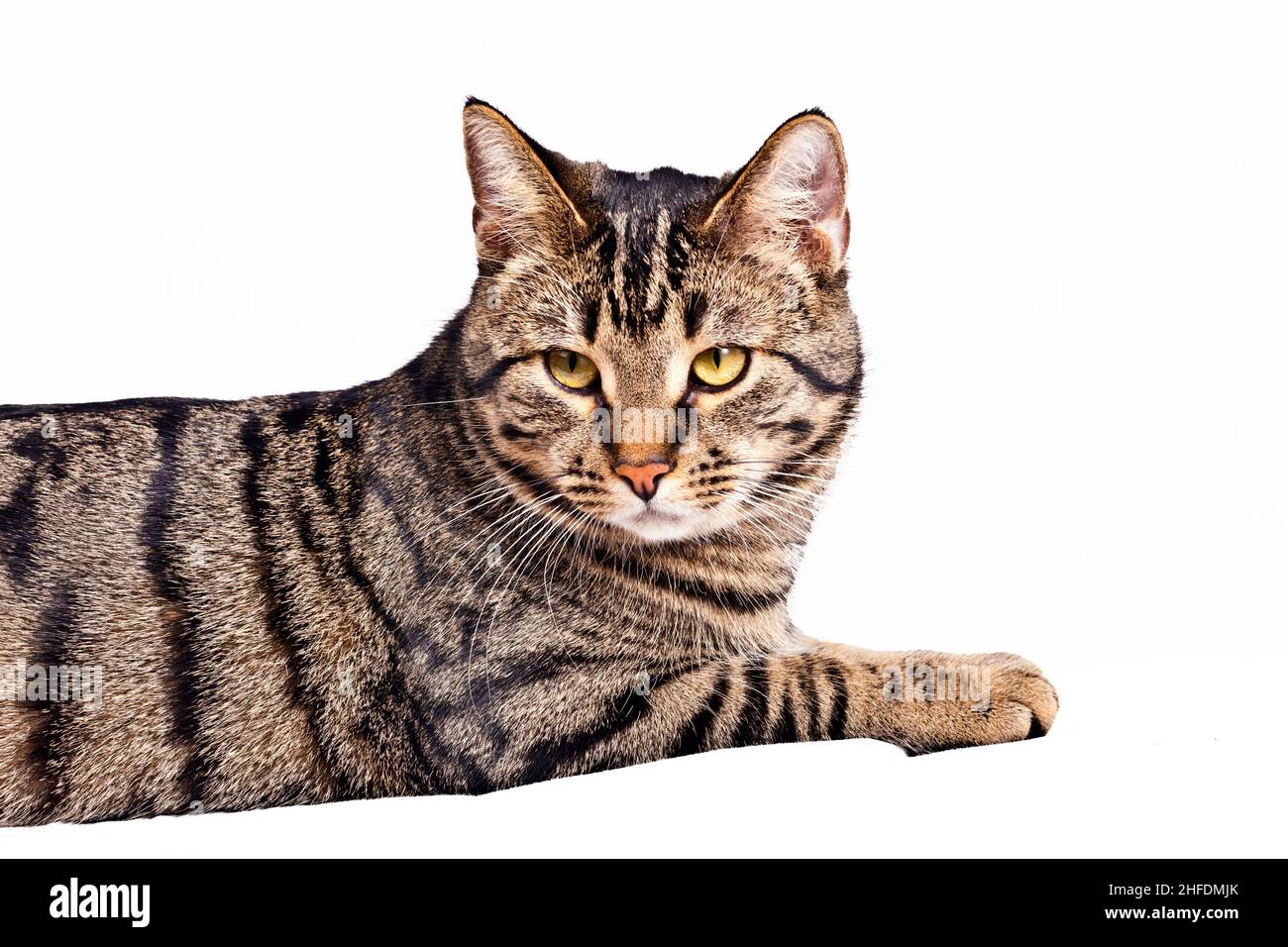 cute tiger cat isolated on white Stock Photo - Alamy