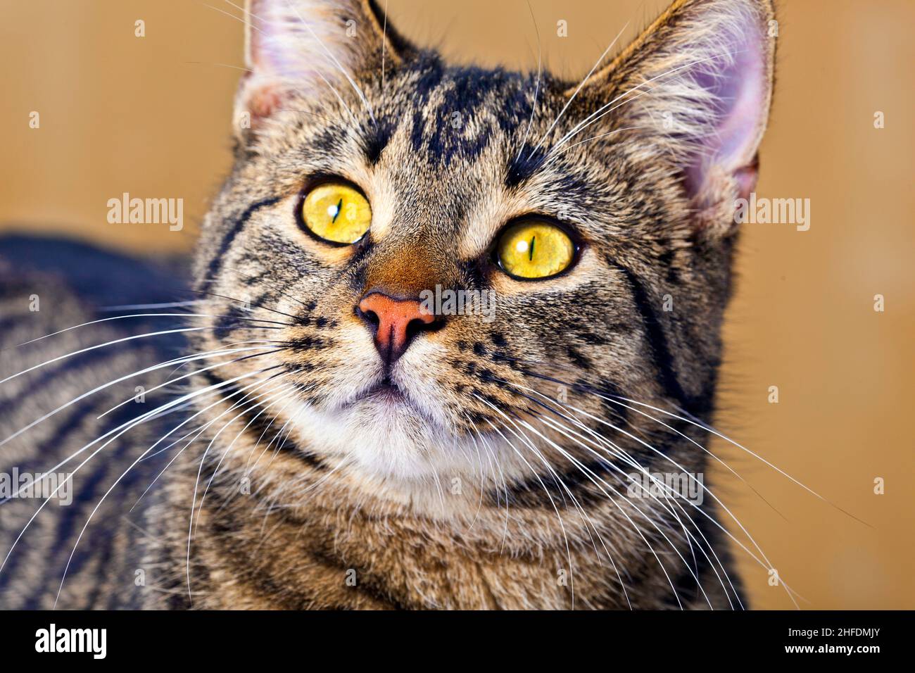 cute tiger cat isolated on white Stock Photo - Alamy