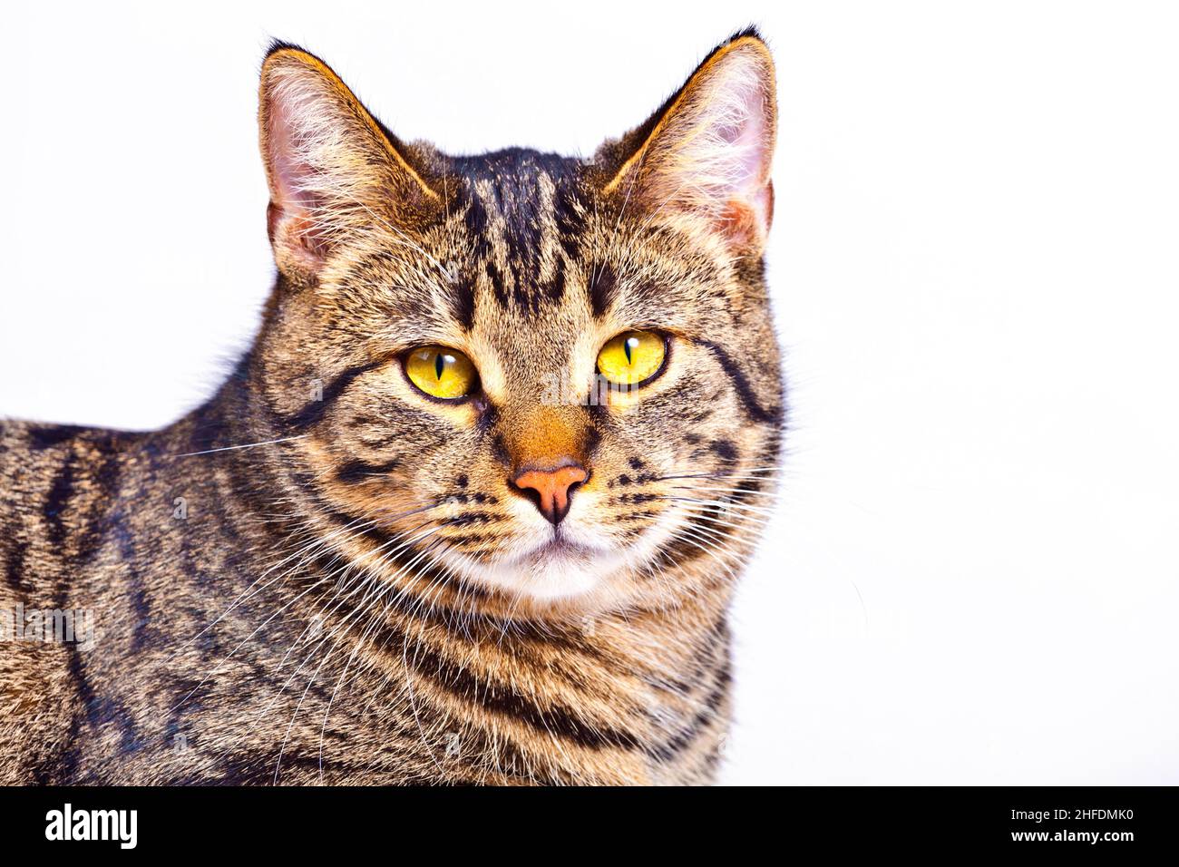 cute tiger cat isolated on white Stock Photo - Alamy