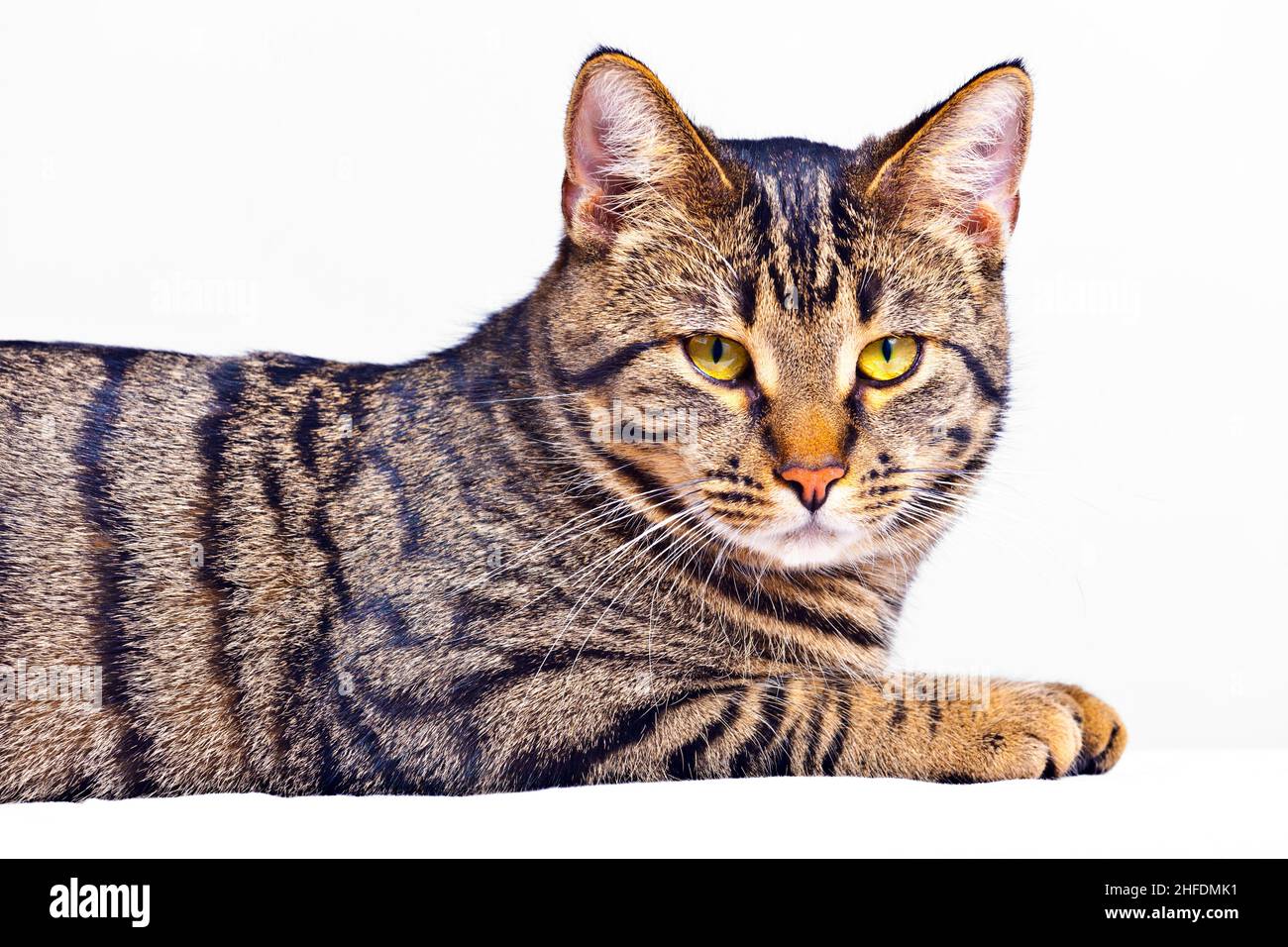 cute tiger cat isolated on white Stock Photo - Alamy