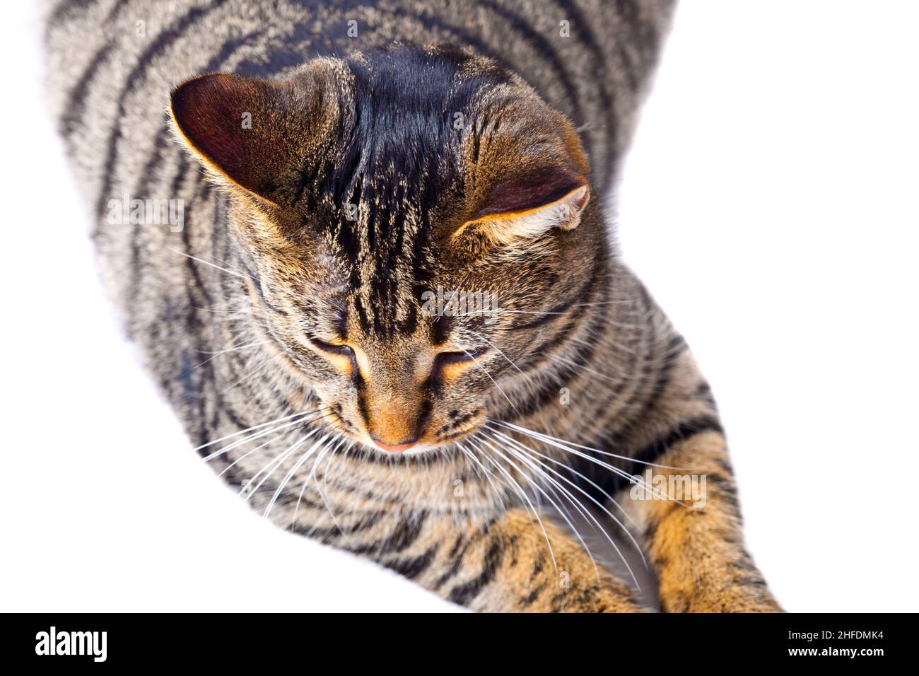 cute tiger cat isolated on white Stock Photo - Alamy