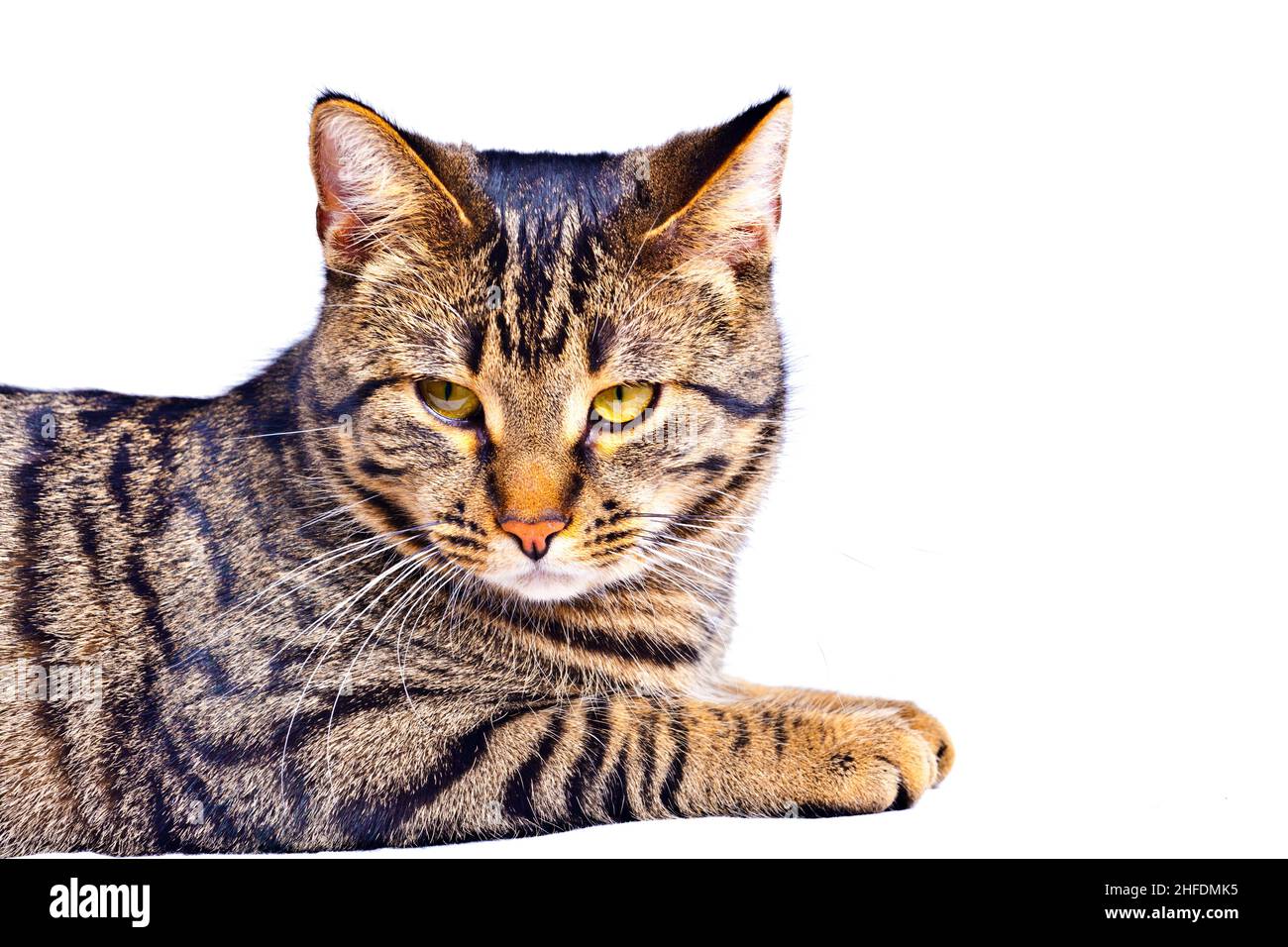 cute tiger cat isolated on white Stock Photo - Alamy