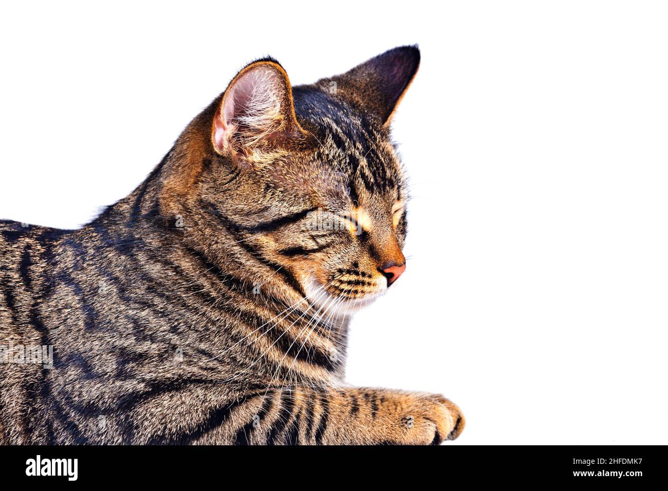 cute tiger cat isolated on white Stock Photo - Alamy