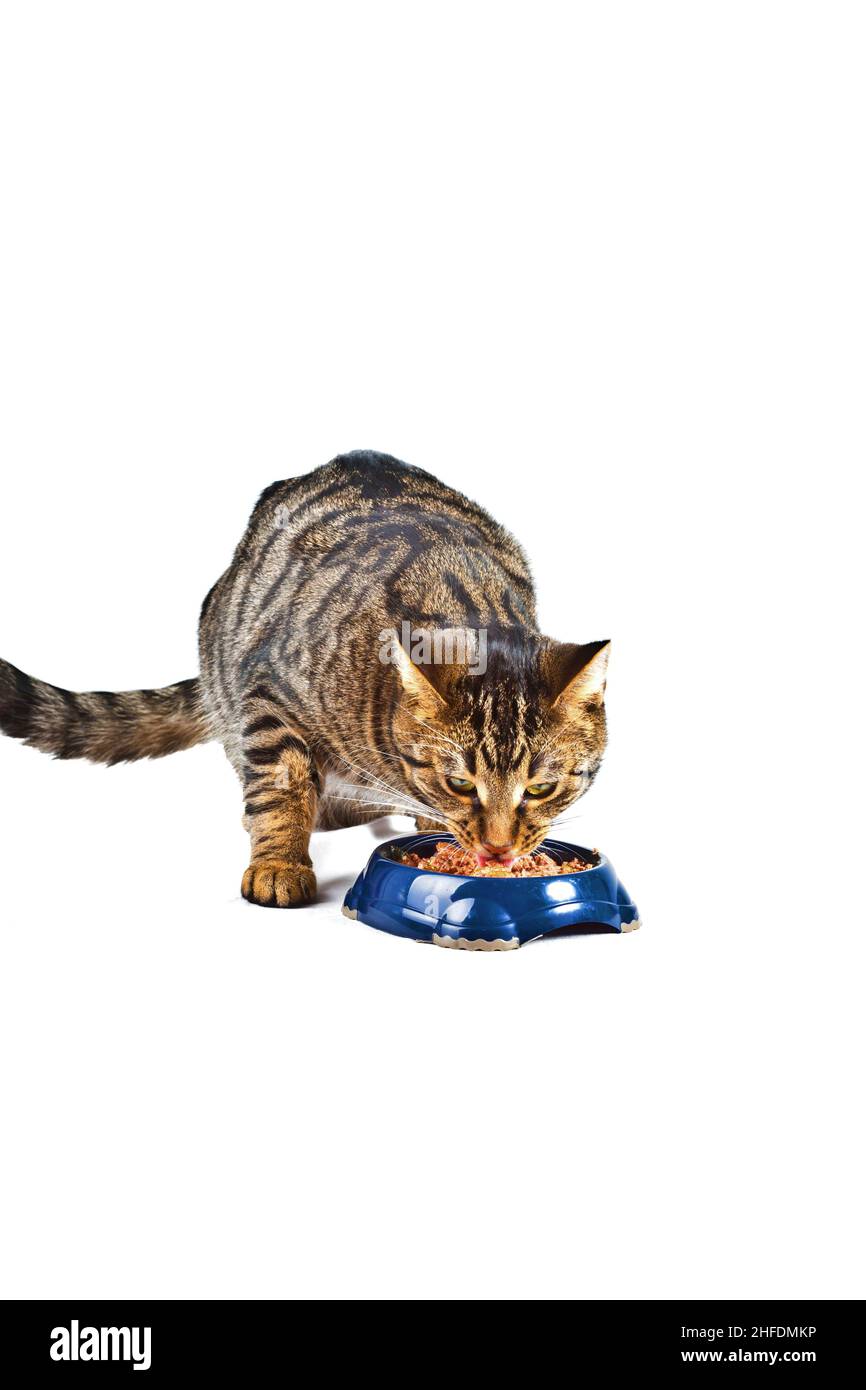 Hungry cats hi-res stock photography and images - Alamy