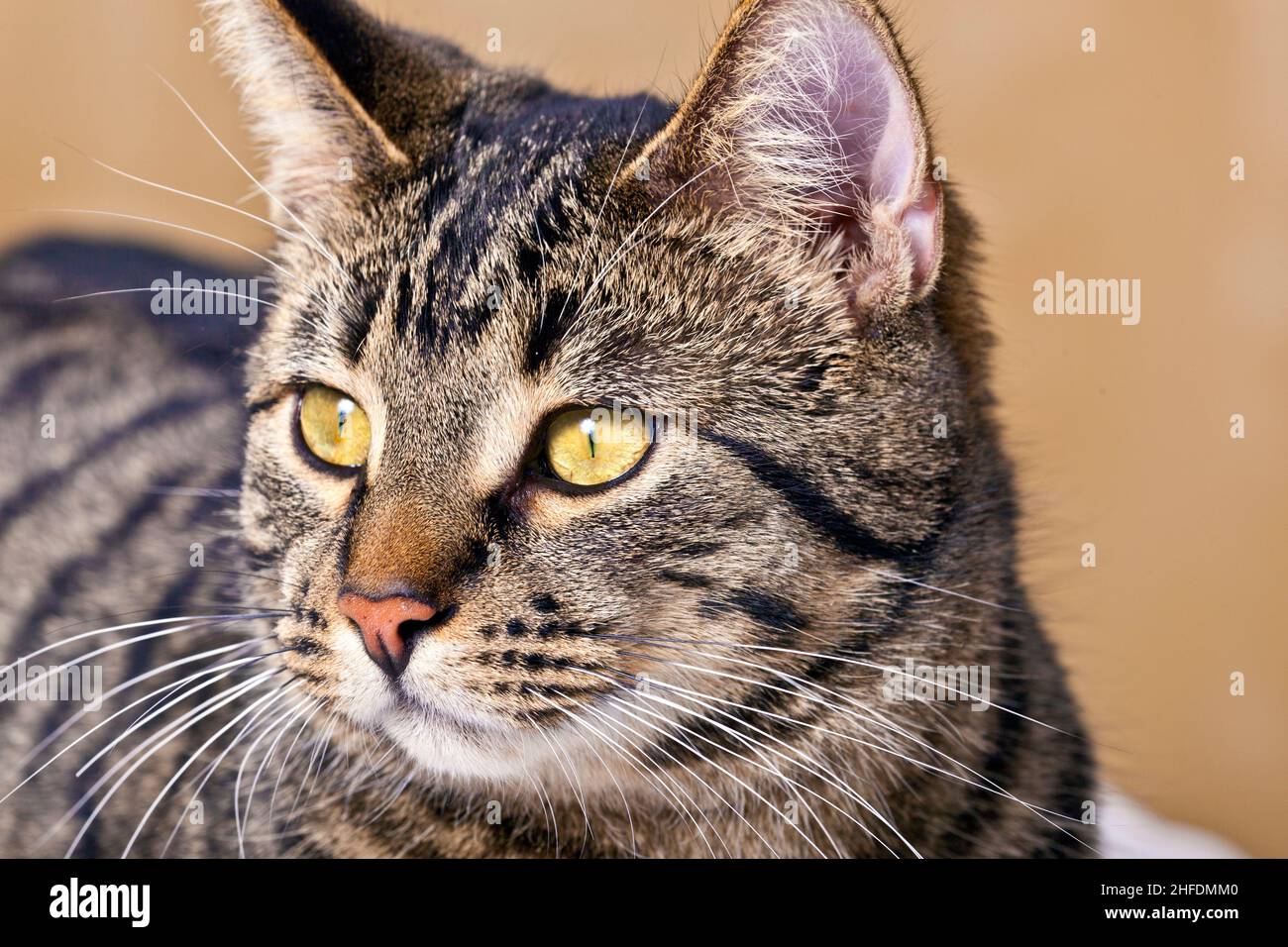 cute tiger cat isolated on white Stock Photo - Alamy