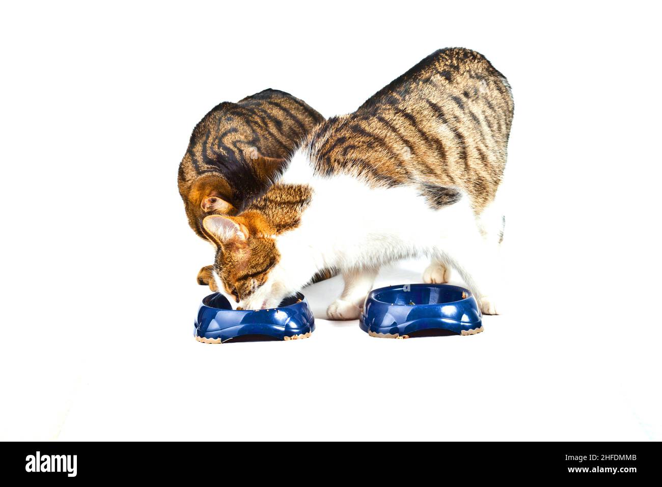two hungry cats have their meal Stock Photo - Alamy